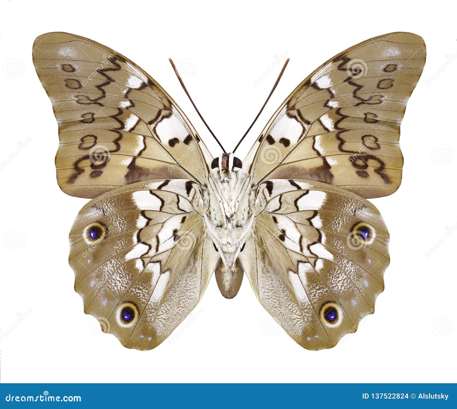 Butterfly Prepona Dexamenus Underside Royalty-Free Stock Photography ...