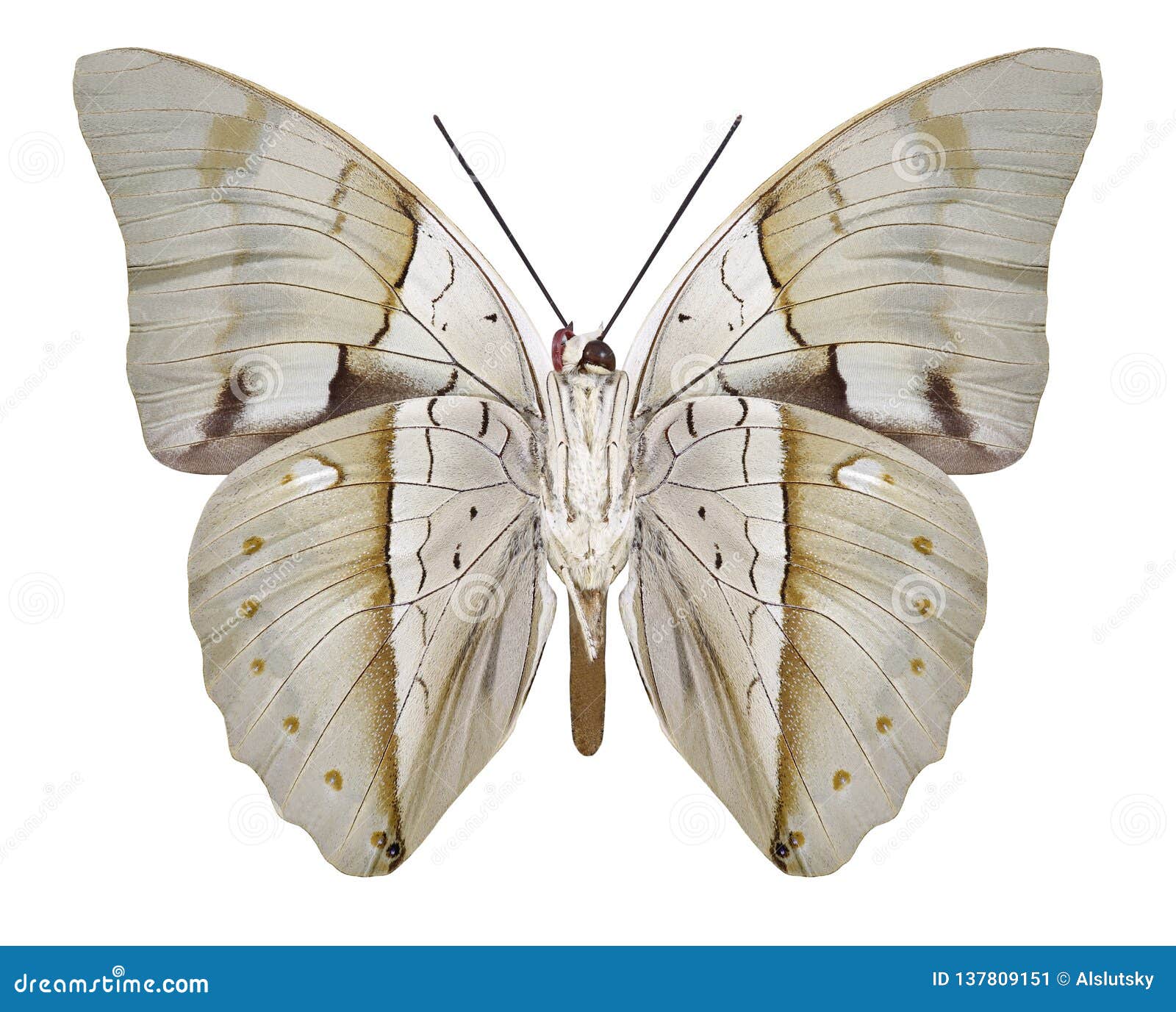 Butterfly Prepona Chromus Stock Photography | CartoonDealer.com #137958518