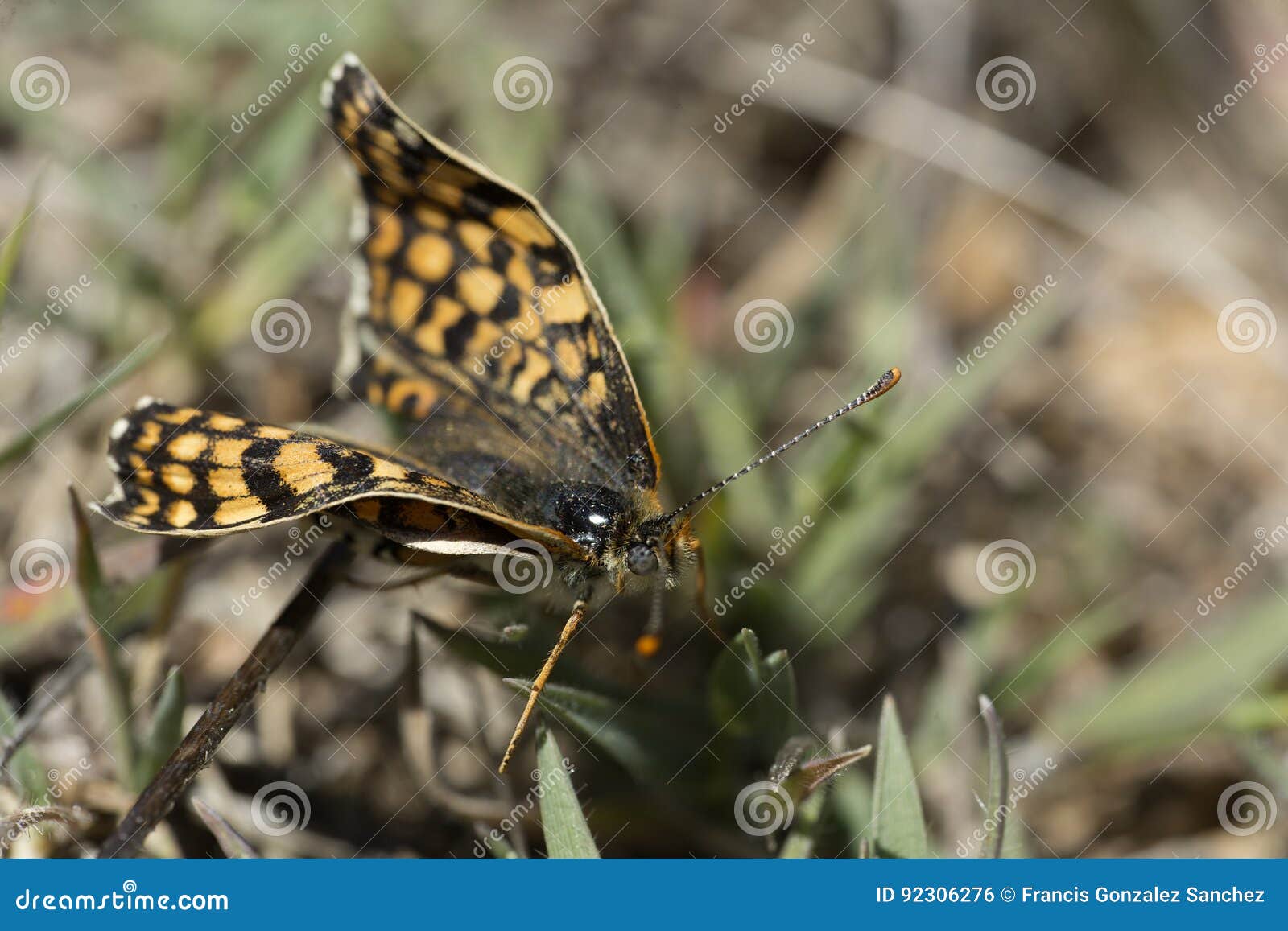 Butterfly with Problems in the Wings. Stock Photo - Image of mancha ...