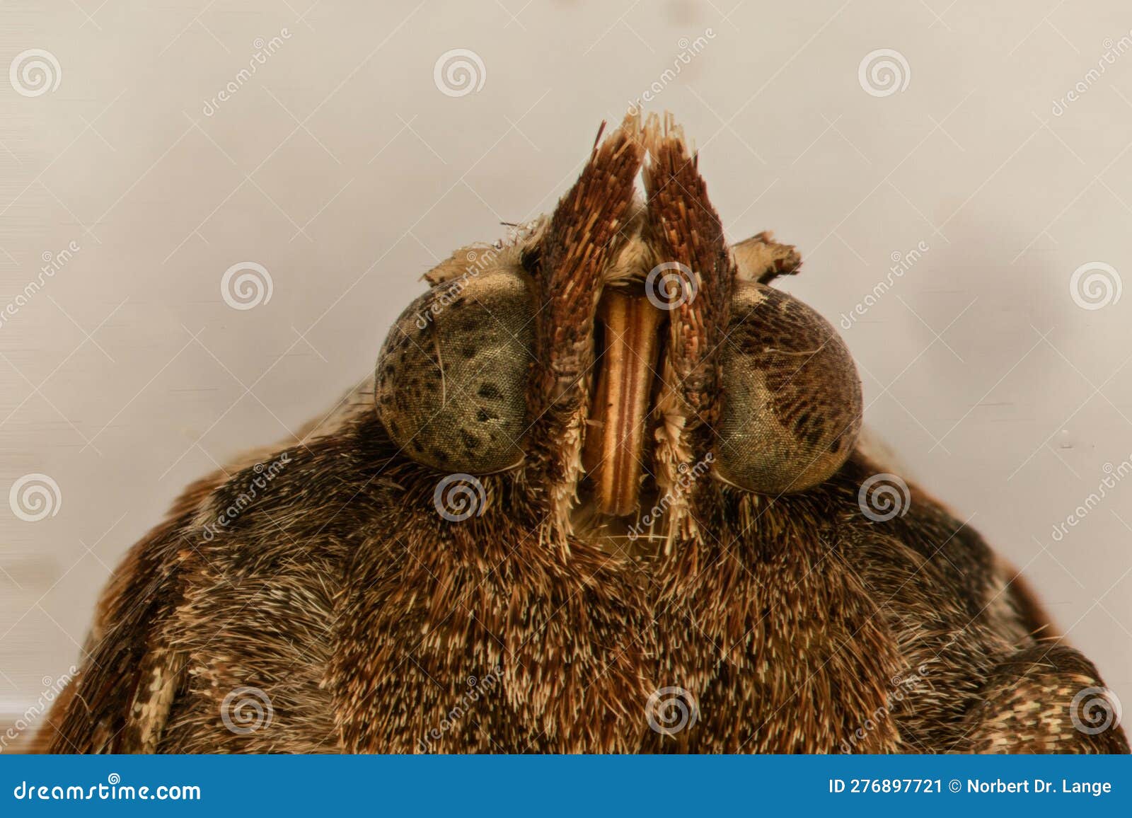 Butterfly Proboscis and Compound Eyes Stock Image - Image of graceful ...