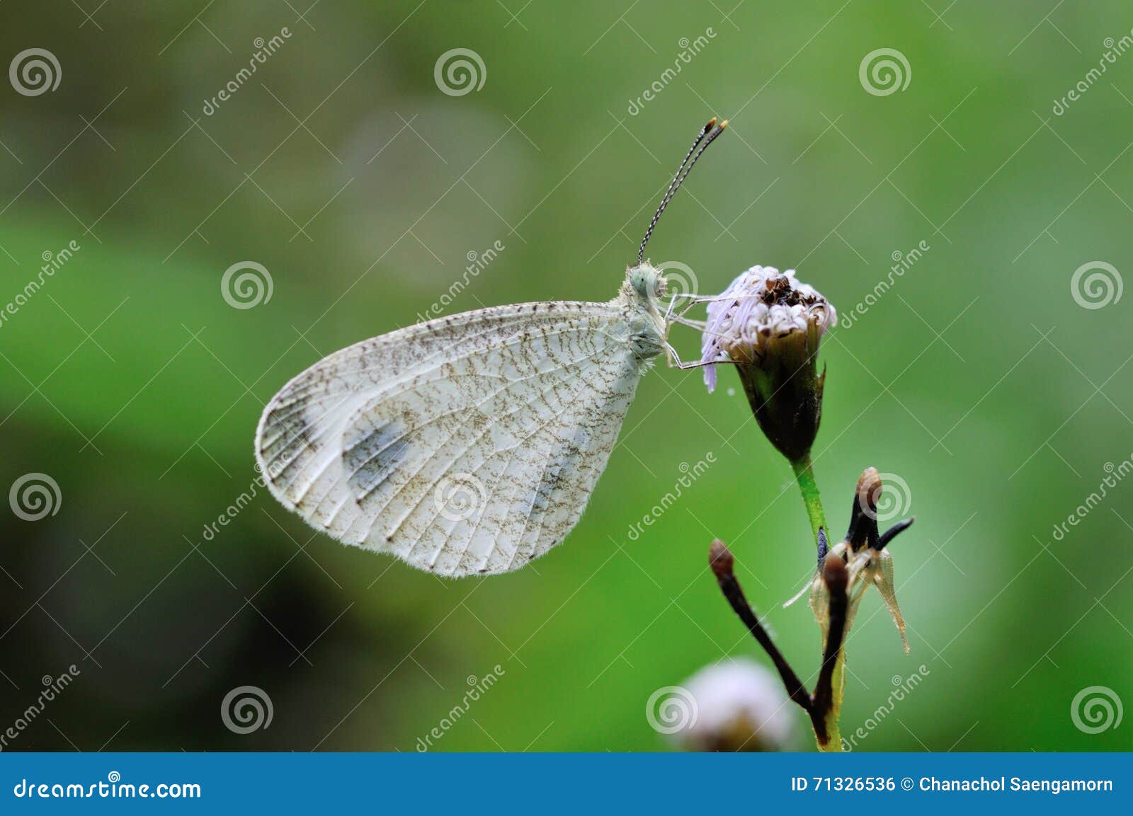 Butterfly (the Psyche) on Grass Stock Photo - Image of black, great ...