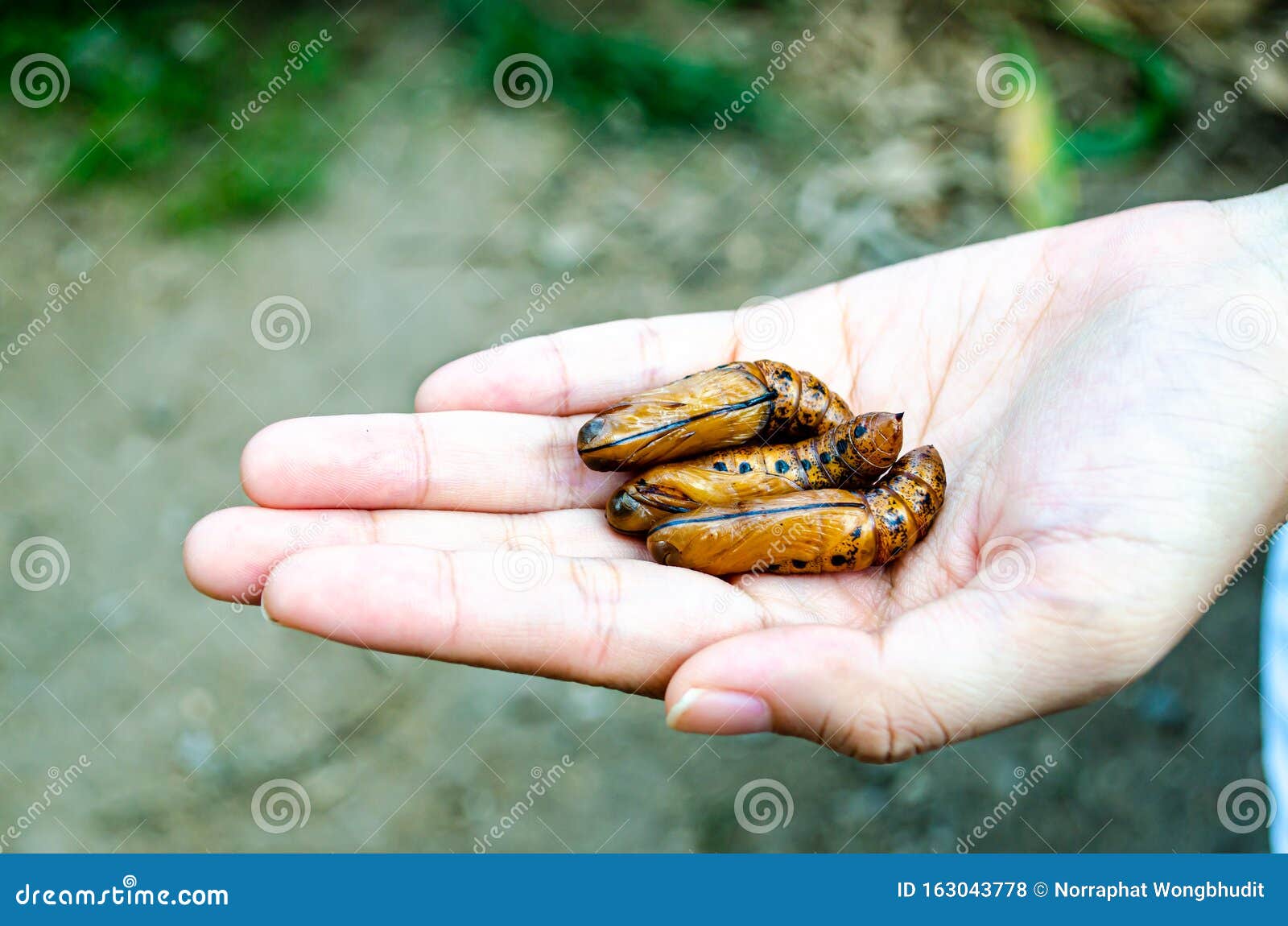 Three Butterfly Pupae stock photo. Image of length, change - 163043778
