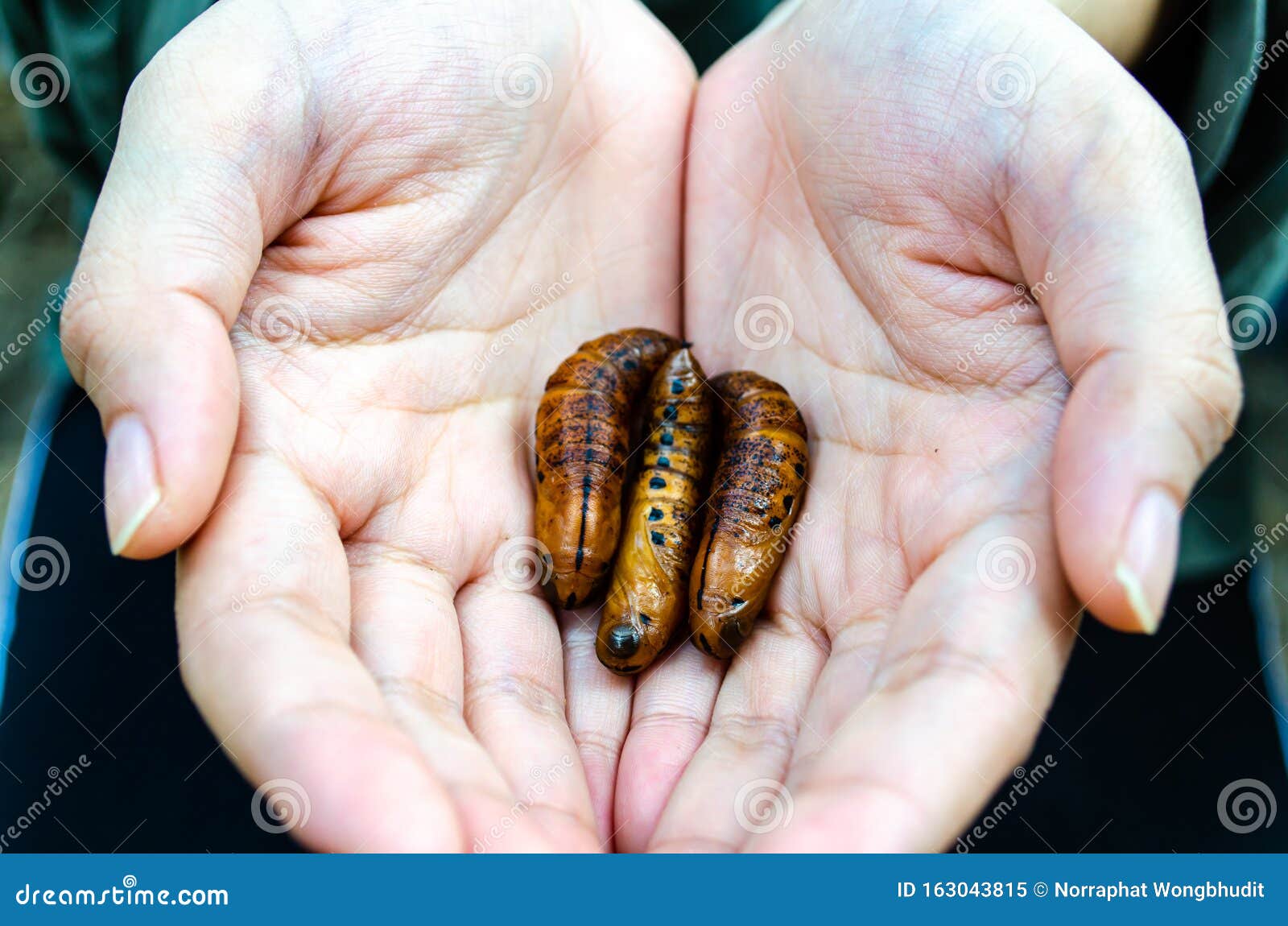 Three Butterfly Pupae stock image. Image of chrysalis - 163043815