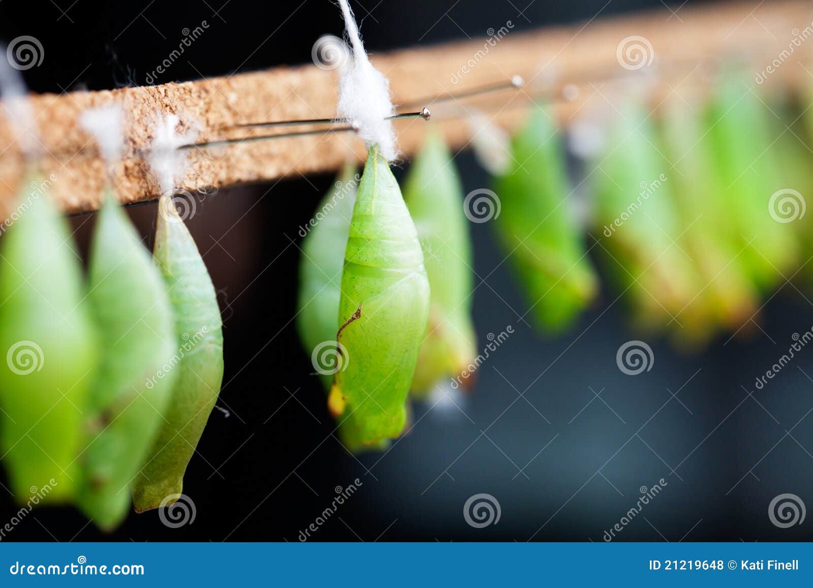 Butterfly pupa stock photo. Image of birth, development - 21219648