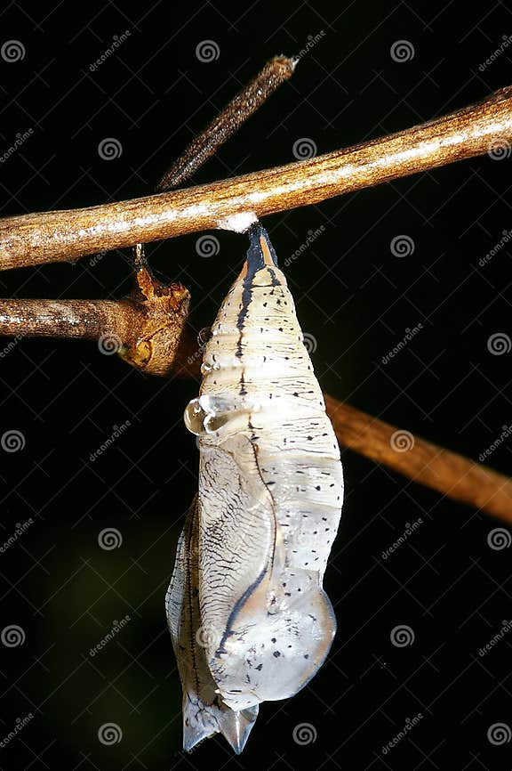 Butterfly pupa stock photo. Image of garden, photograph - 25470204