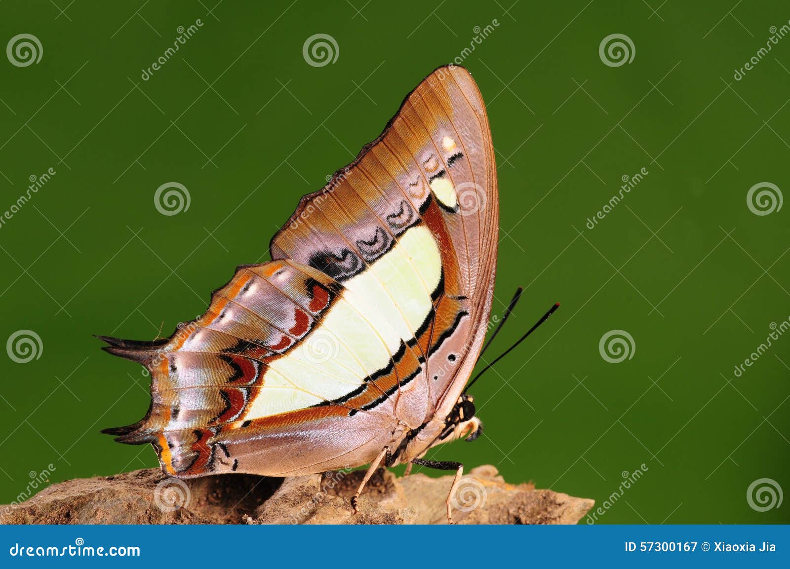 BUTTERFLY/PUPA 库存图片. 图片 包括有 春天, 工厂, 空白, 详细资料, 宏指令, 尾标 - 57300167