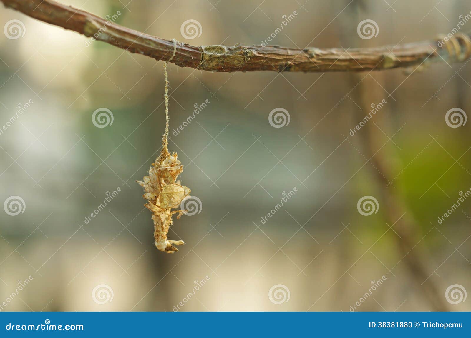 Butterfly pupa case stock photo. Image of branch, flora - 38381880