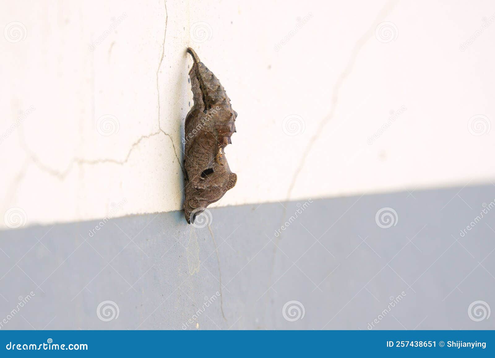 Butterfly pupa stock image. Image of lepidoptera, insects - 257438651