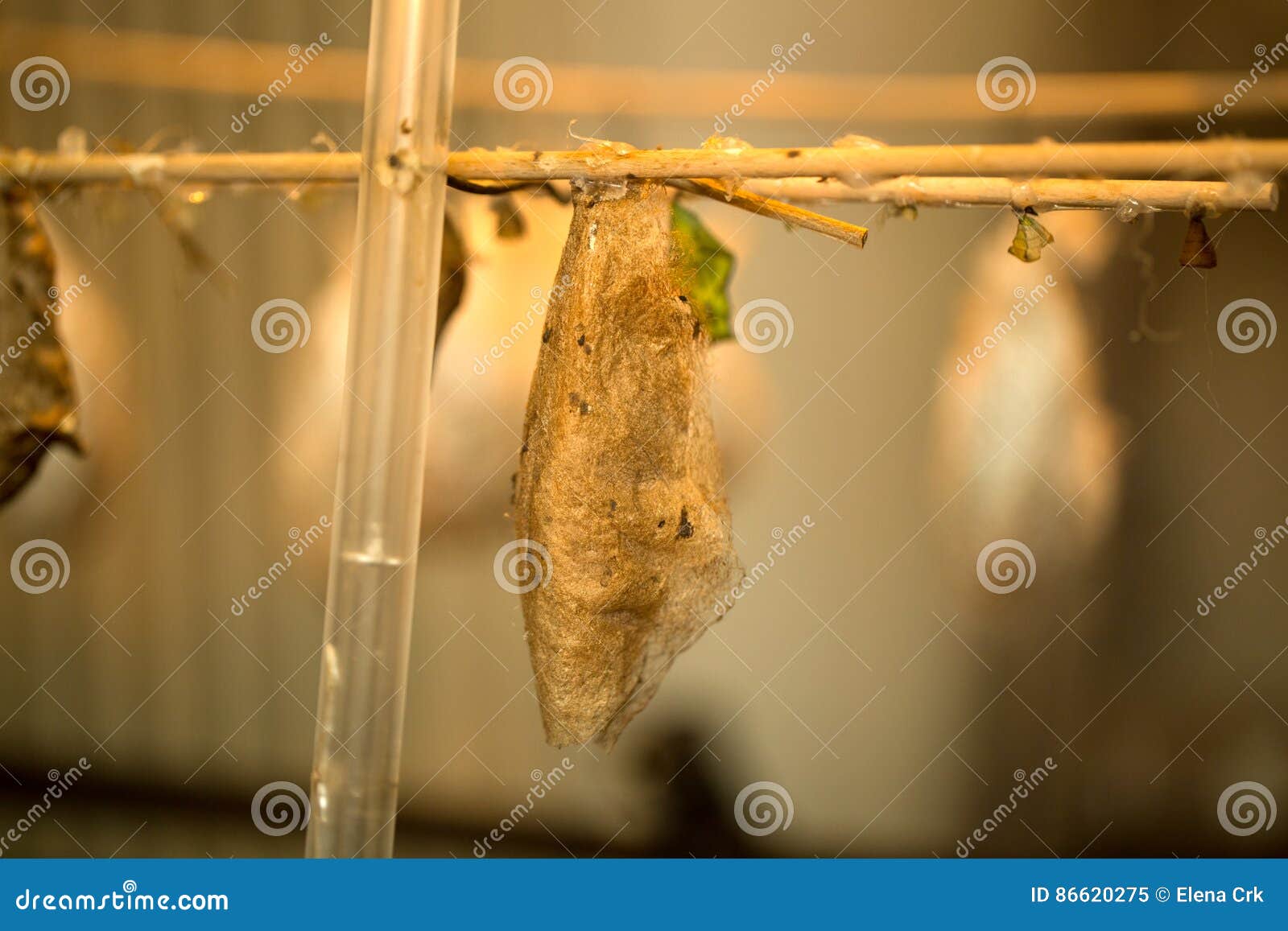 Butterfly pupa stock image. Image of metamorphosis, swallowtail - 86620275