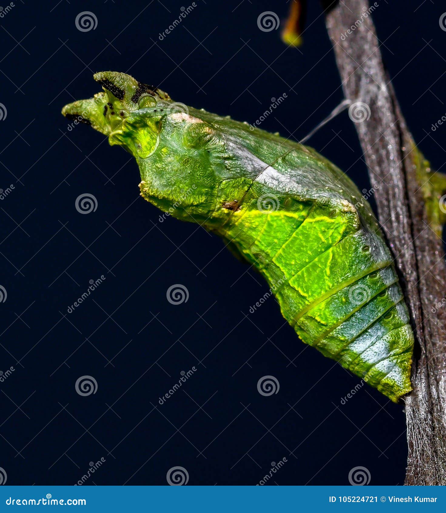 Butterfly pupa stock image. Image of common, butterfly - 105224721