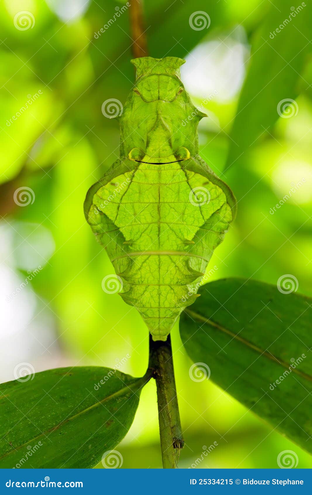 A Pupa Of The Birdwing Butterfly Ready To Hatch Isolated On White ...