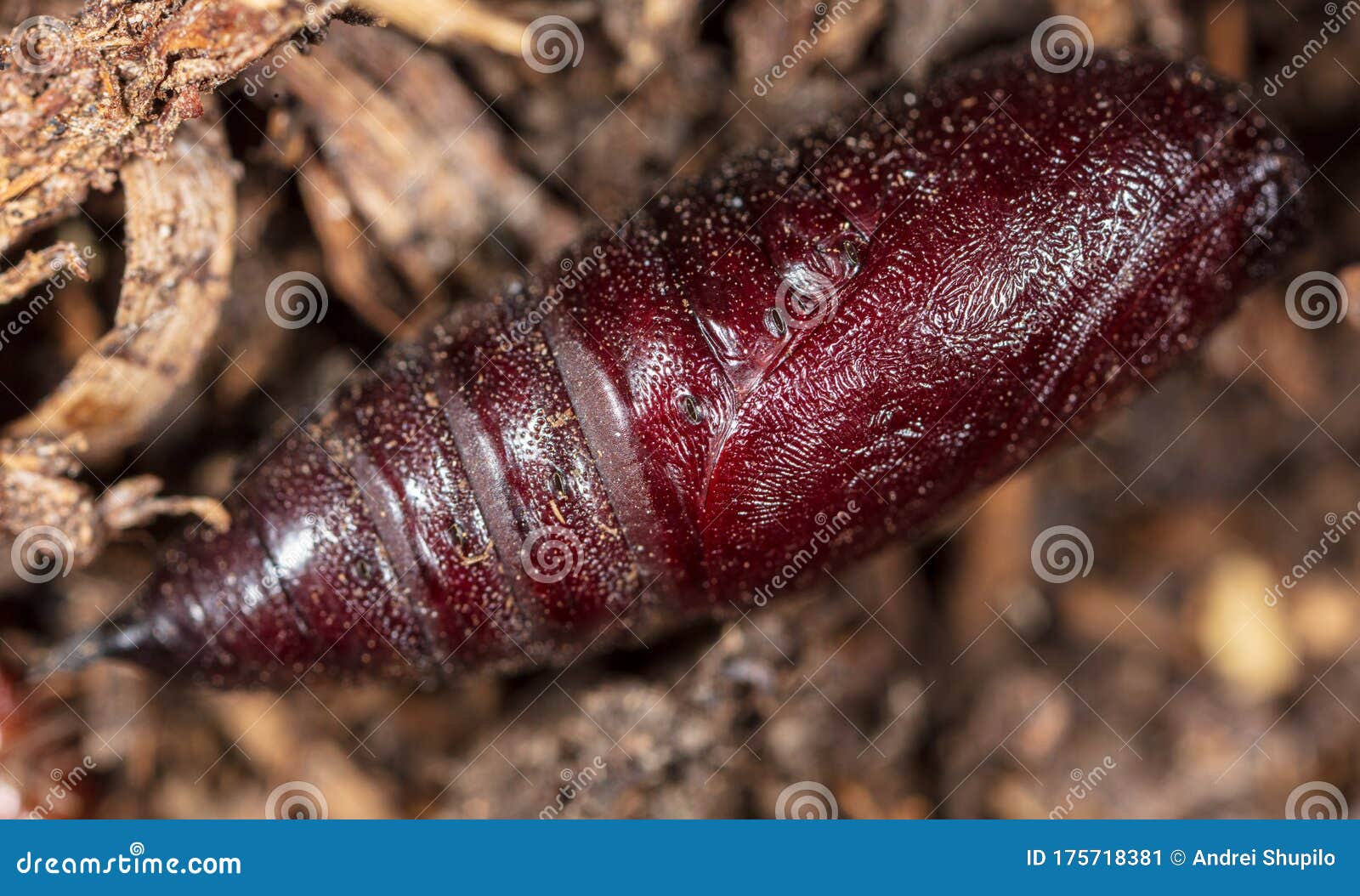 Butterfly Pupa on the Ground Stock Image - Image of wild, bahia: 175718381