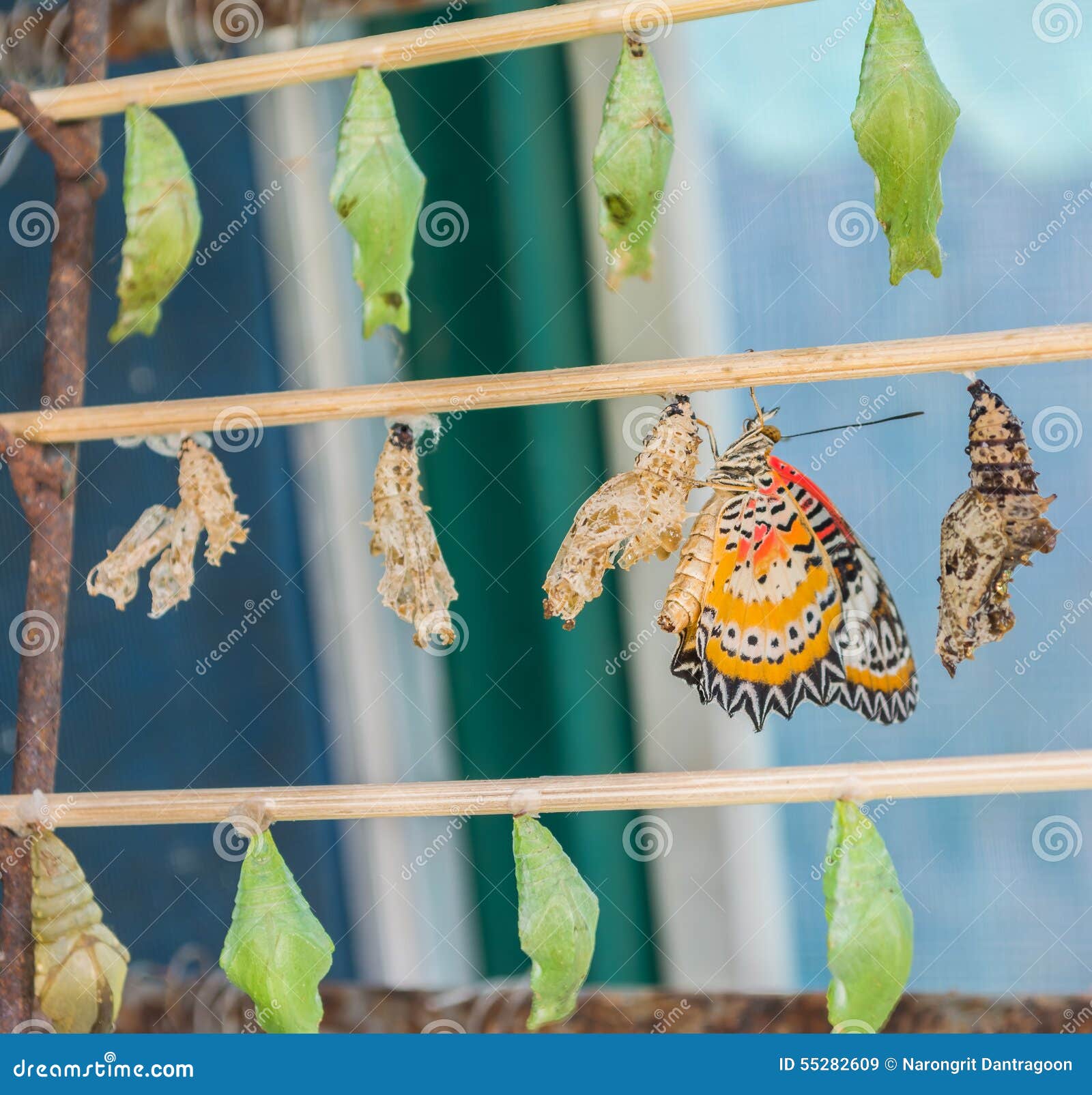 Butterfly Pupa stock image. Image of life, insect, change - 55282609