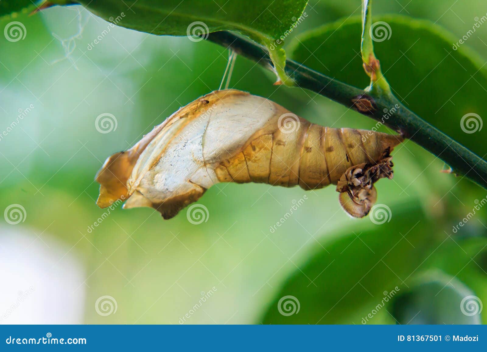 Butterfly pupa shell stock image. Image of features, nature - 81367501