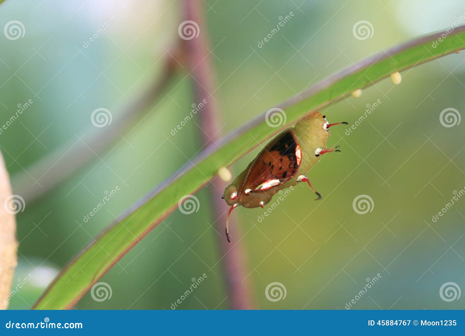 Butterfly Pupa Shell Under the Green Leaf Stock Image - Image of change ...