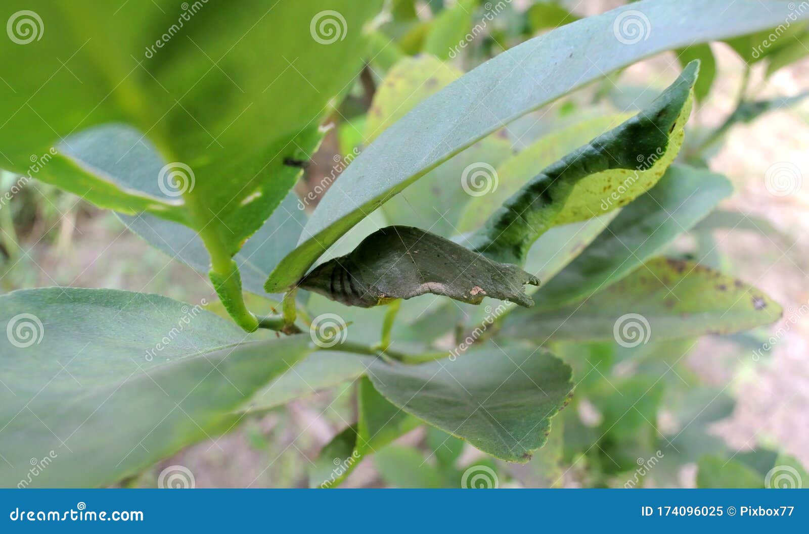 Park Larva Pupa Insects Stock Photos - Free & Royalty-Free Stock Photos ...