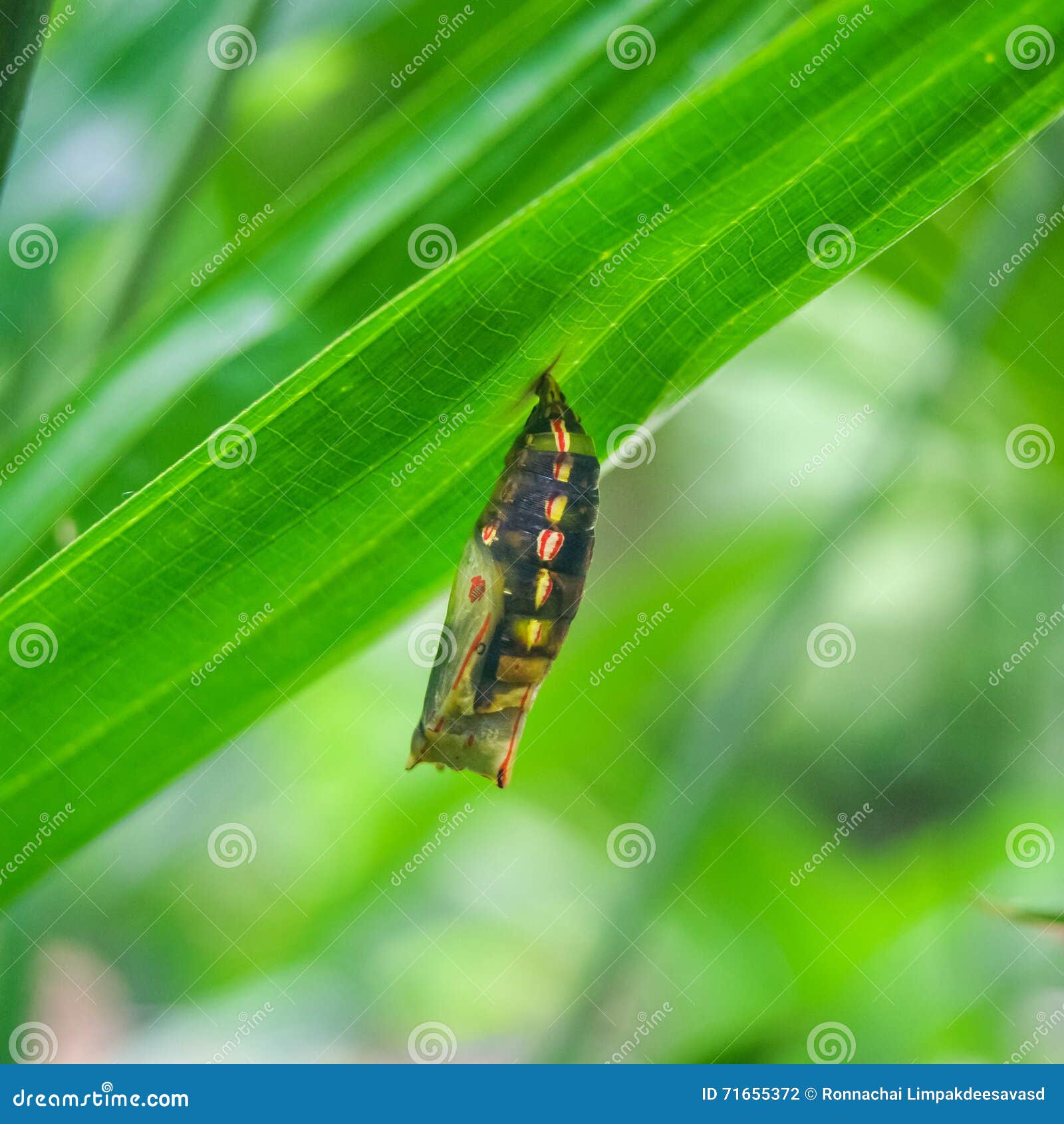Butterfly Pupa under leaf stock photo. Image of biology - 71655372