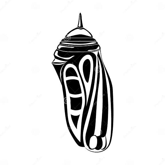 Butterfly Pupa. Vector Illustration Stock Vector - Illustration of ...