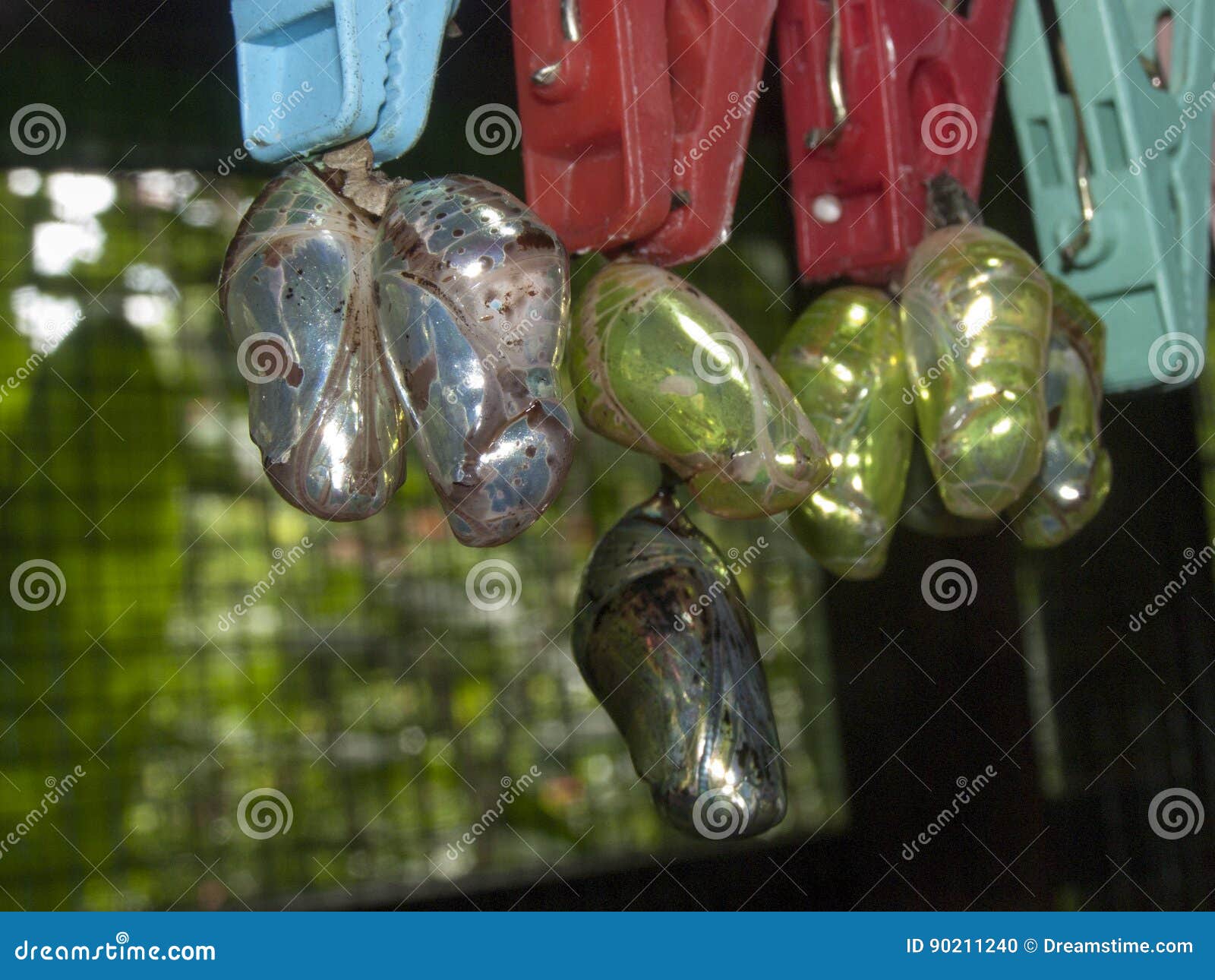 Butterfly pupae stock photo. Image of macro, animal, chrysalis - 90211240