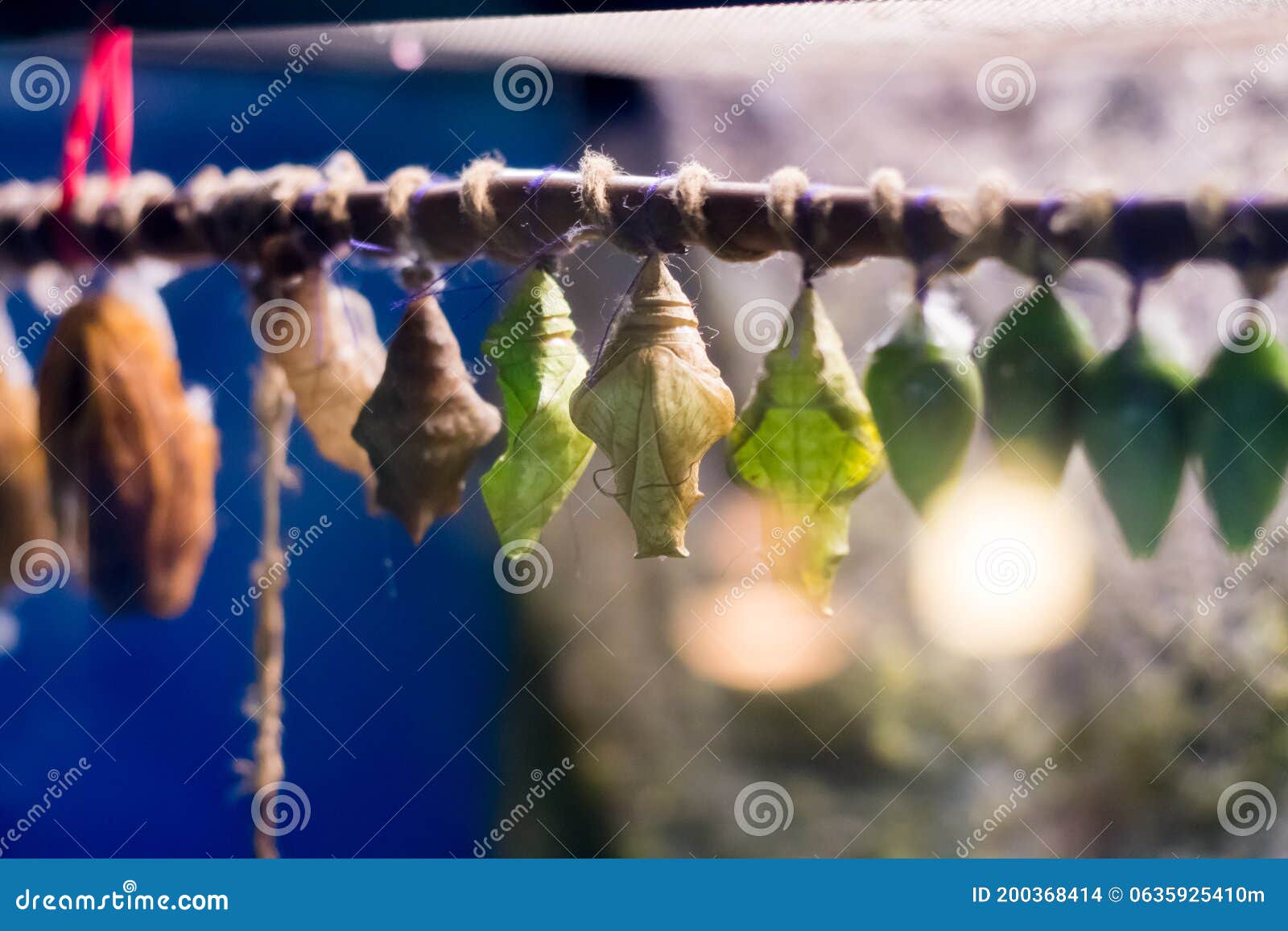 Butterfly Pupae in the Butterfly Stock Photo - Image of macro, pupa ...