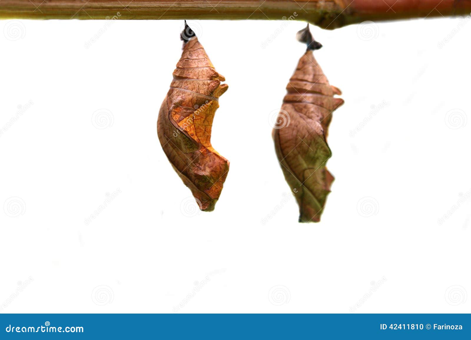 Butterfly Pupae Isolated On White Background Royalty-Free Stock Image ...