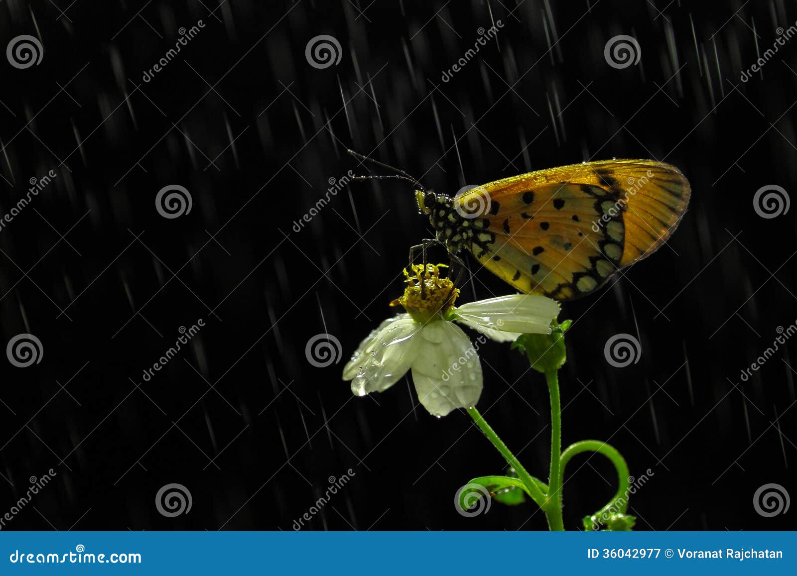 Butterfly in the rain stock image. Image of pollen, isolation - 36042977