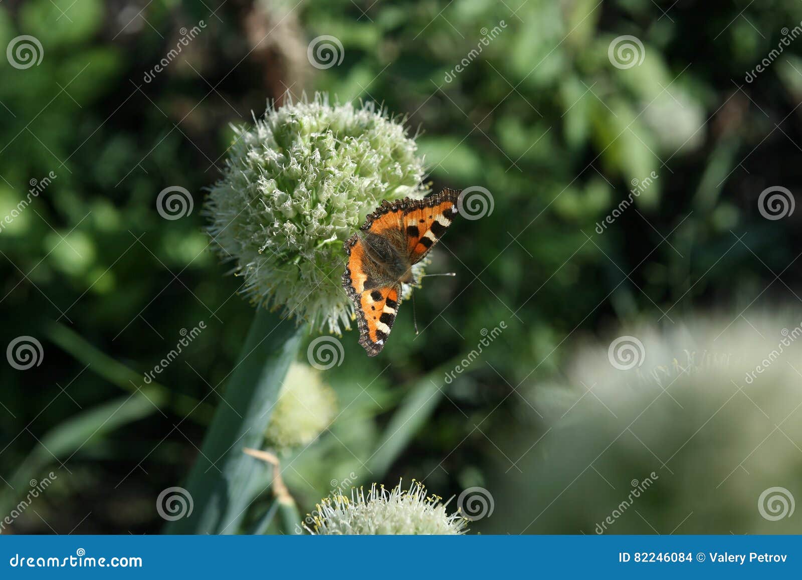 Butterfly Rash On Flowers Of Sedum. Stock Image | CartoonDealer.com ...