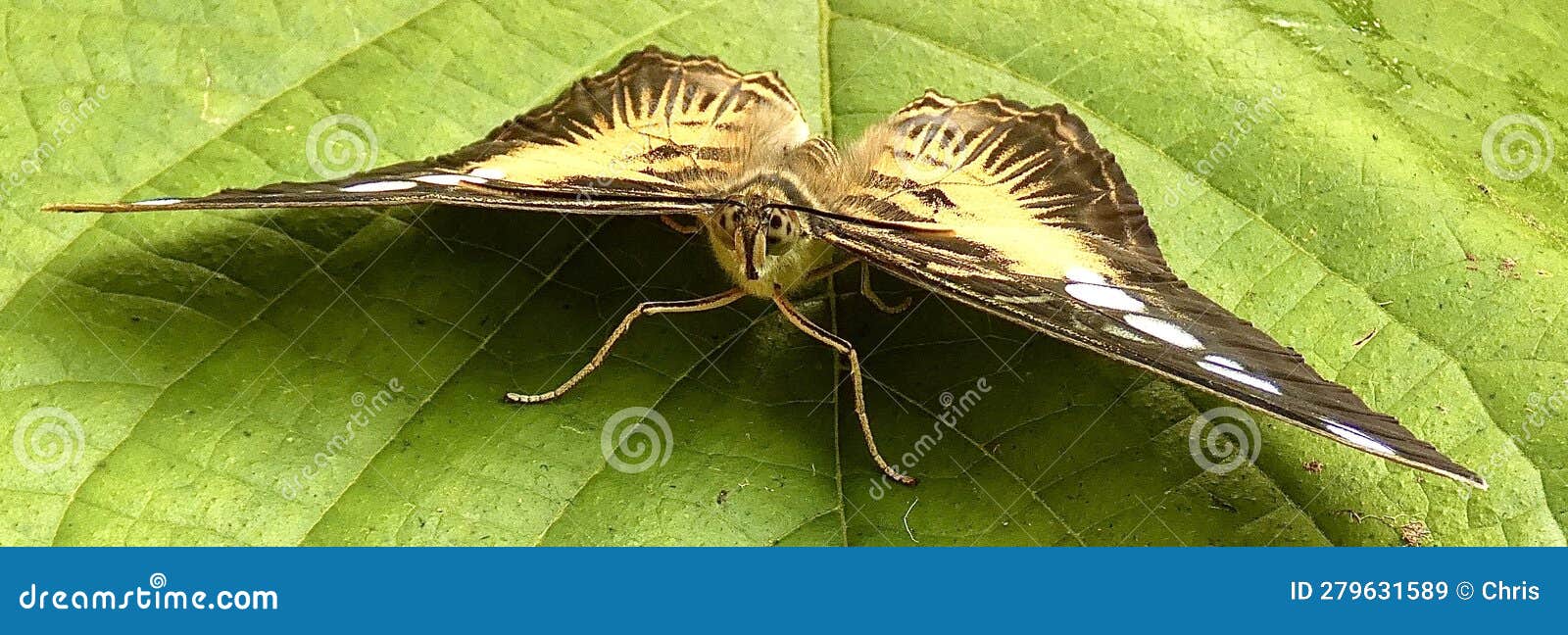 Butterfly Ready for Takeoff Stock Image - Image of butterfly, takeoff ...
