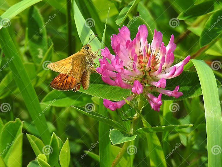 Butterfly stock photo. Image of insect, clove, beautiful - 74759590