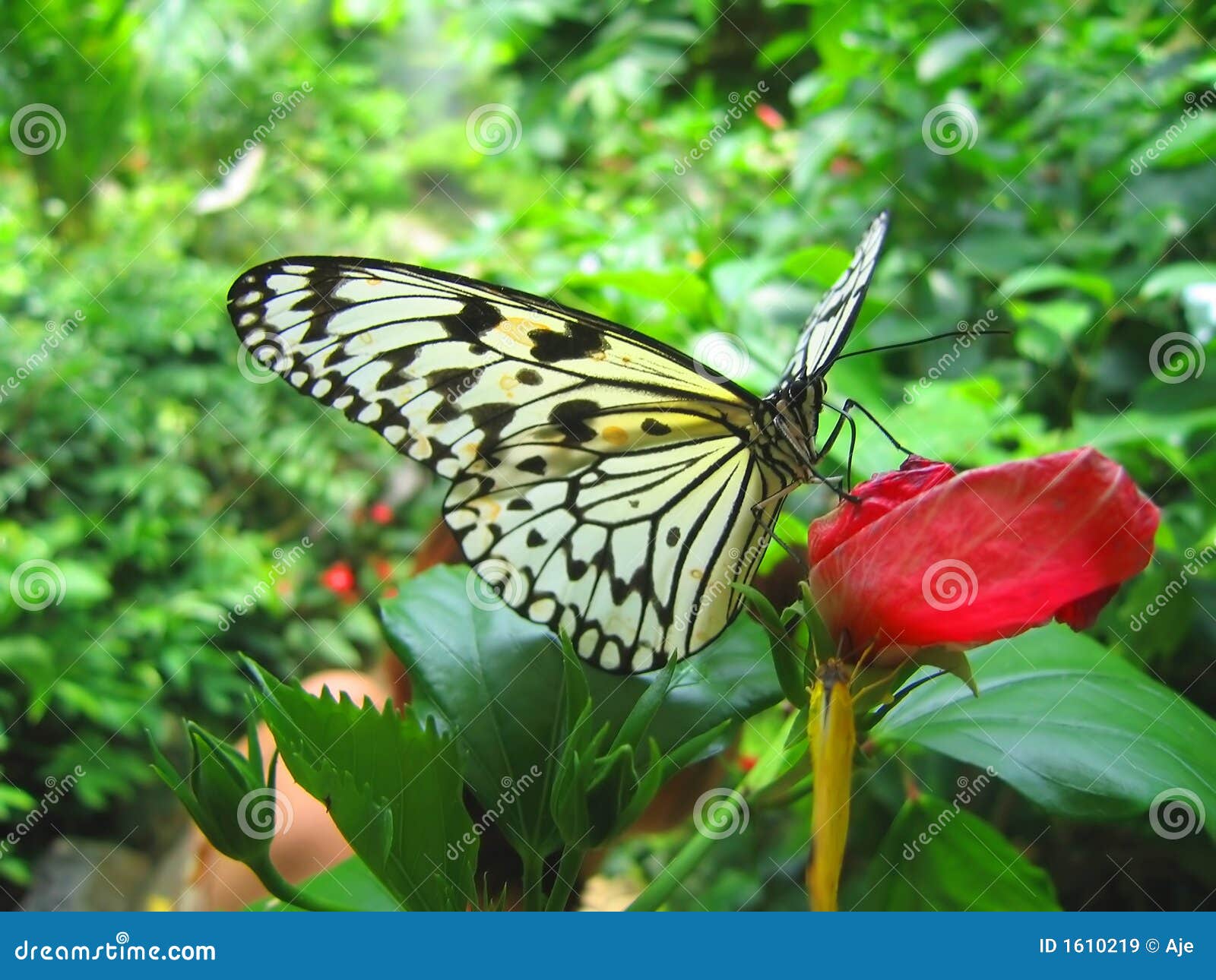 A Butterfly on a Red Flower Stock Image - Image of horizontal ...
