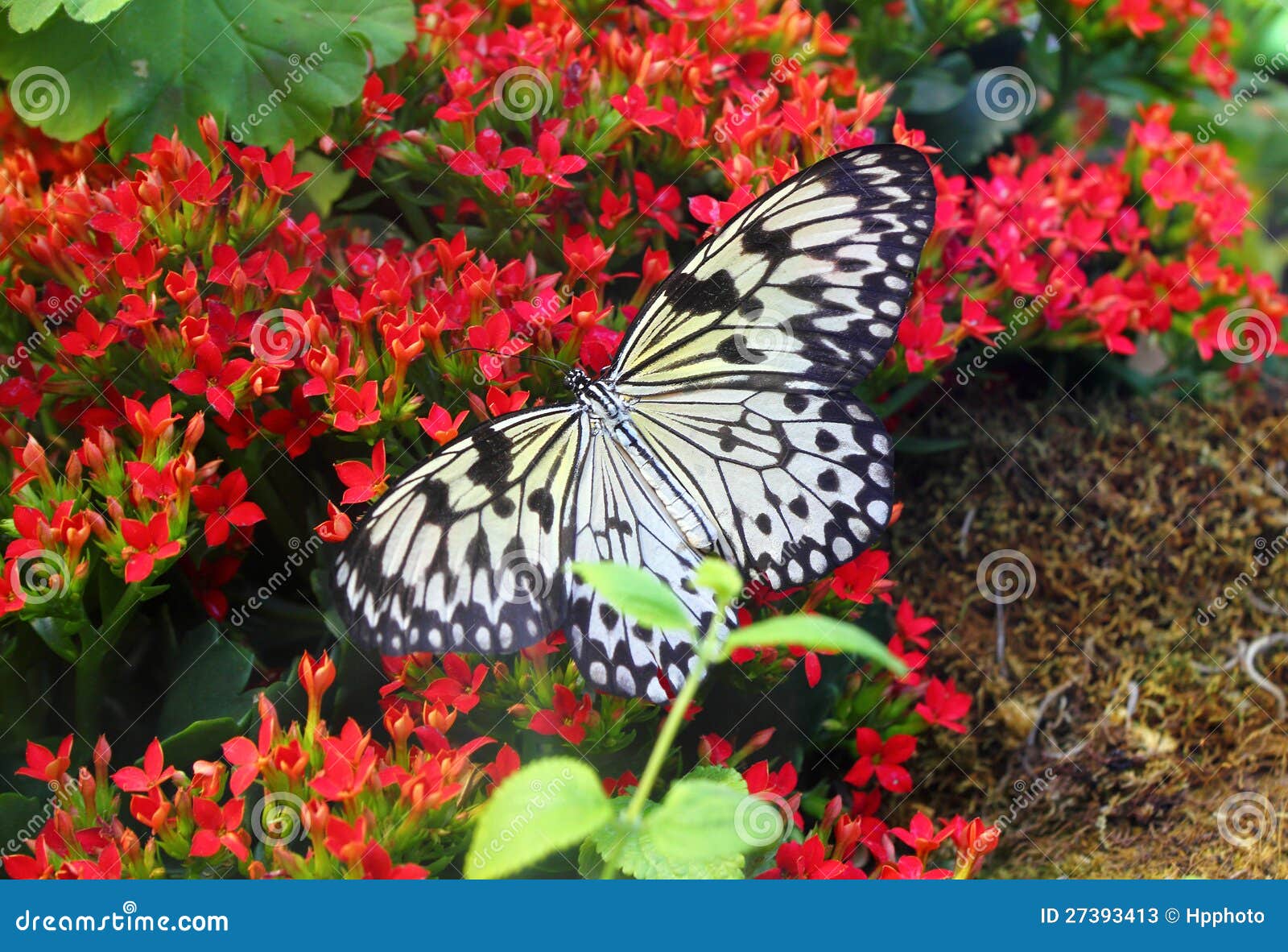 Butterfly on red flower stock image. Image of light, pretty - 27393413