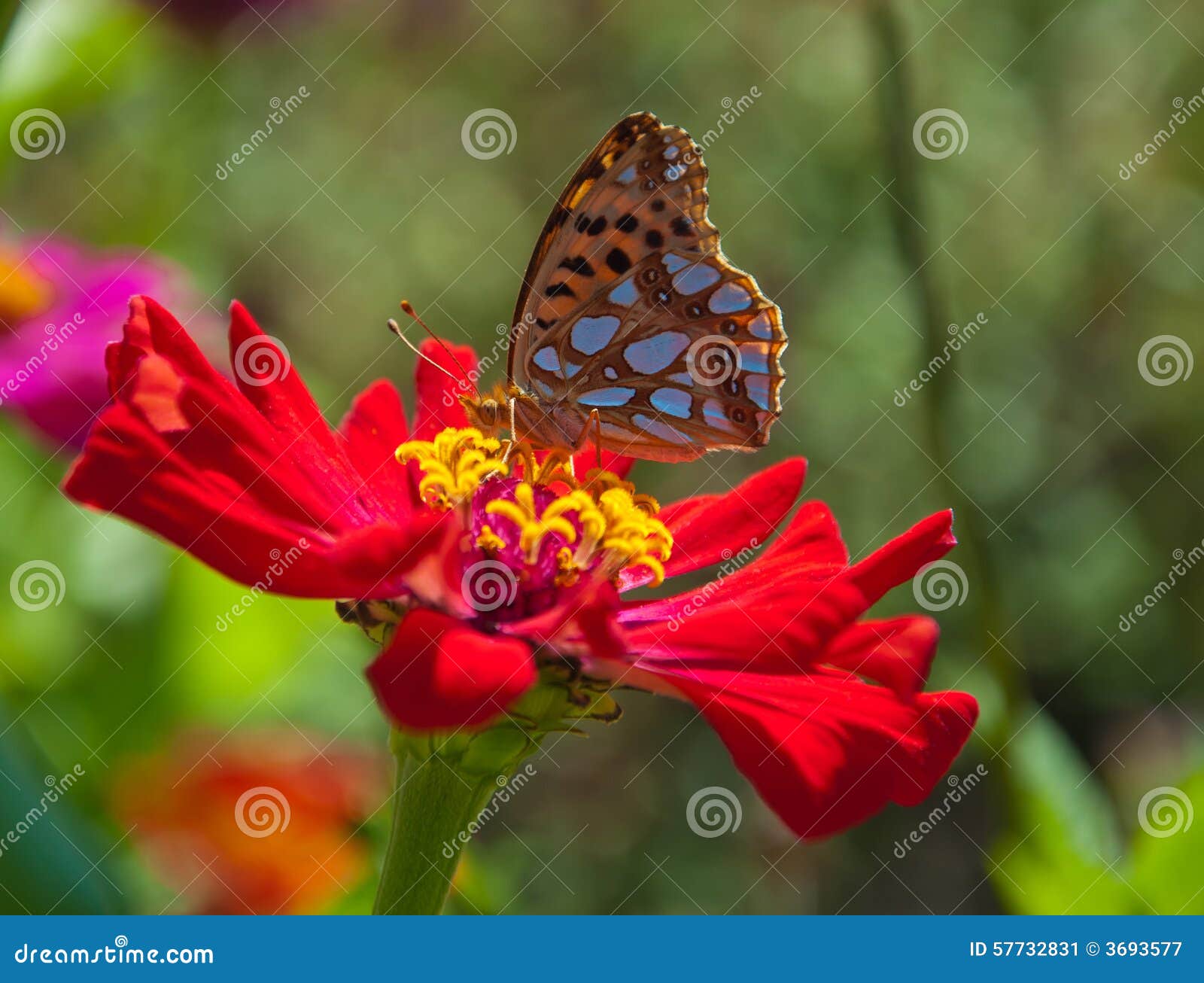 Butterfly on a red flower. stock image. Image of green - 57732831