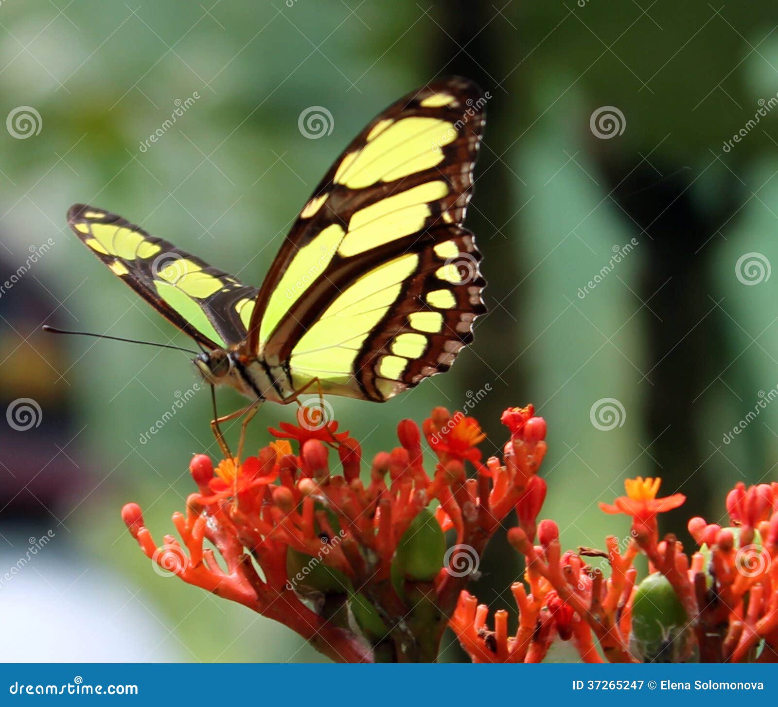 Butterfly on red flower stock image. Image of beautiful - 37265247