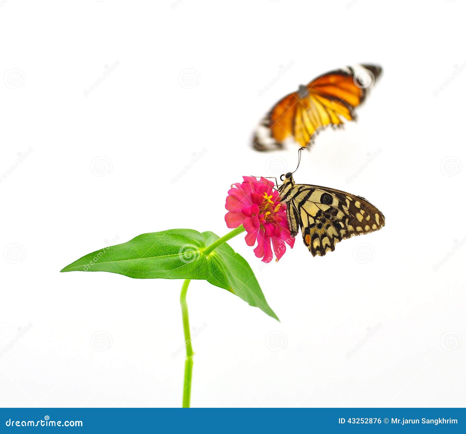 Butterfly on Red Rose Flower Stock Photo - Image of attractive, good ...