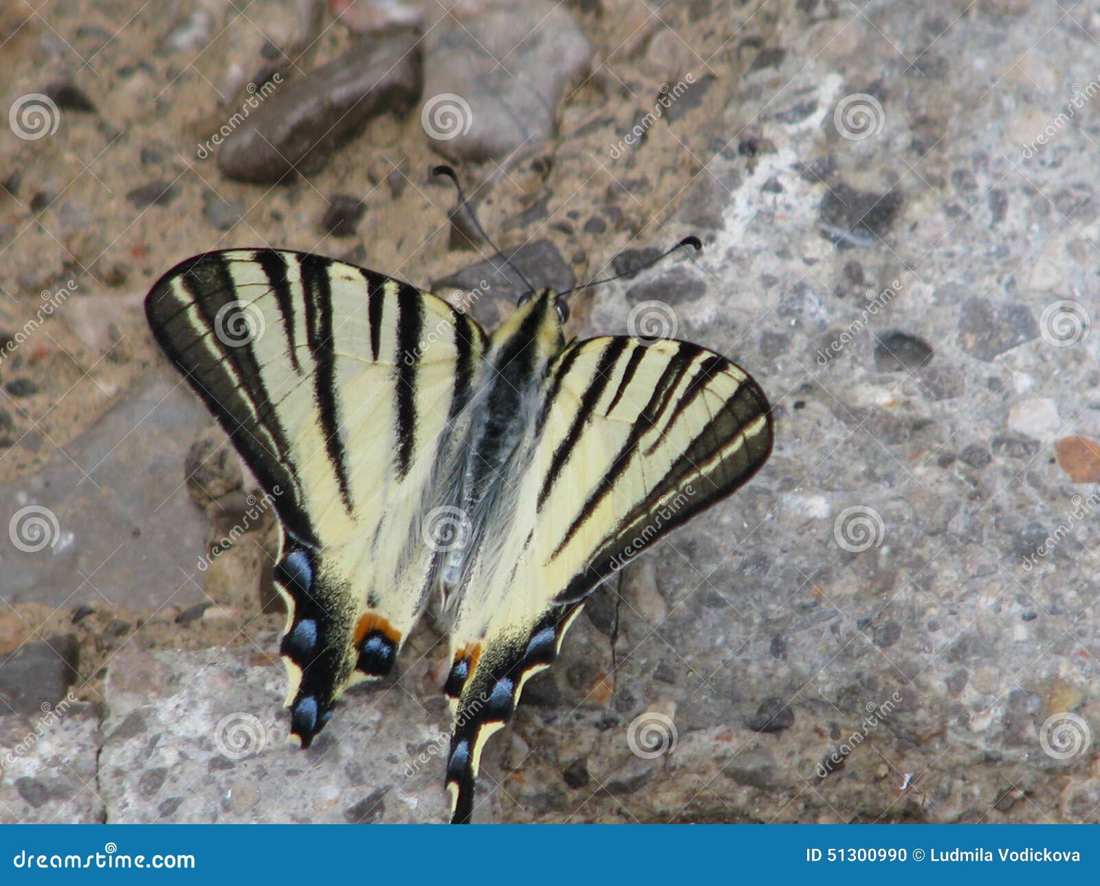Butterfly stock photo. Image of wings, rocky, opened - 51300990