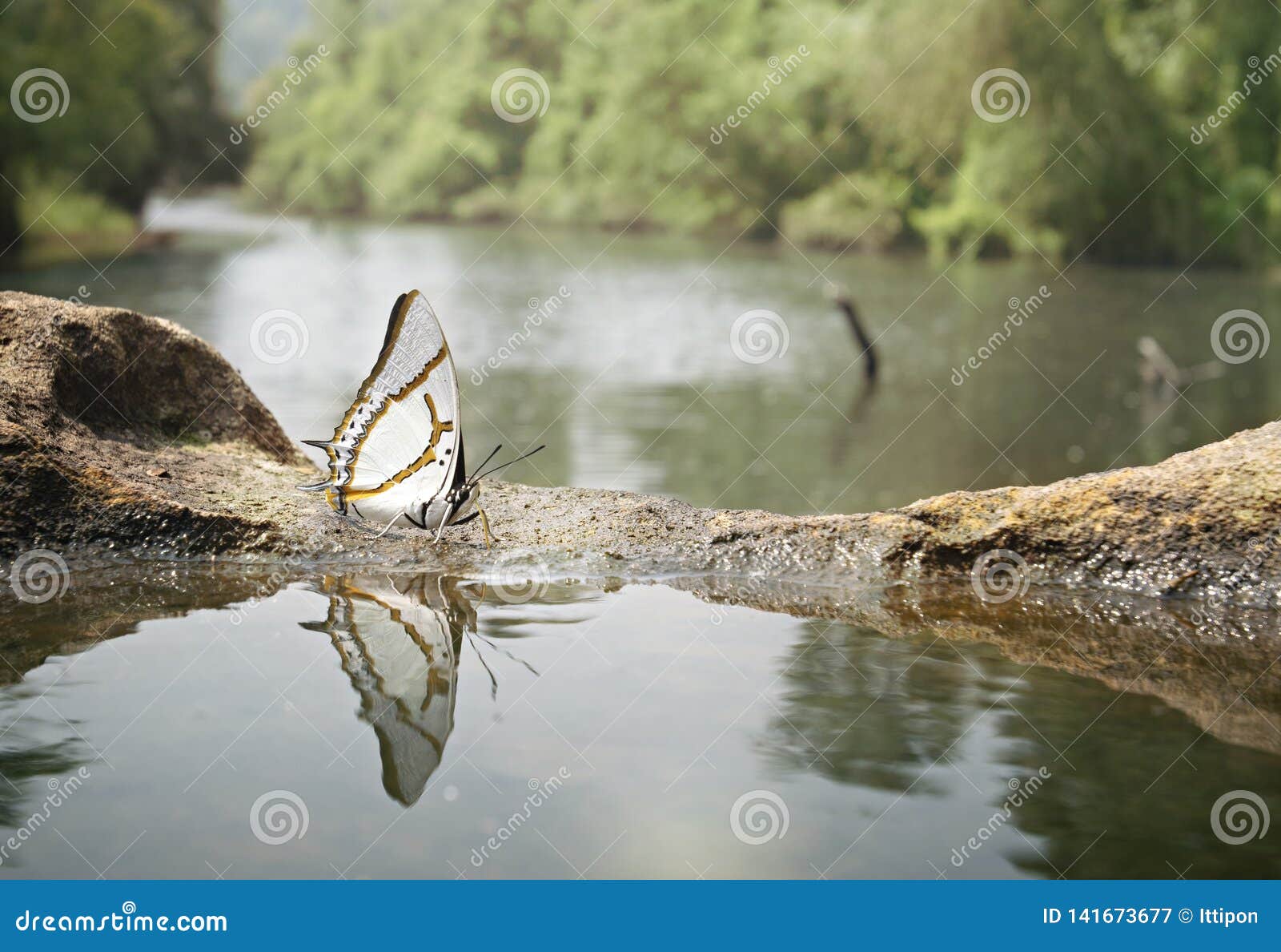 Butterfly with Reflection beside River Stock Image - Image of wild ...