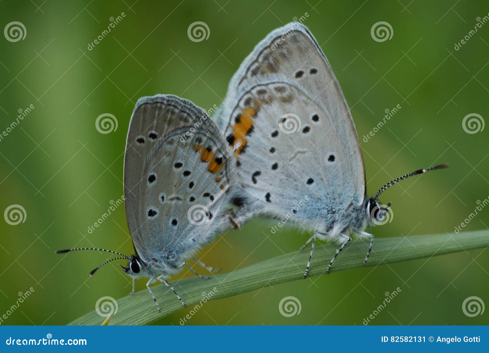 Butterfly reproduction stock image. Image of love, color - 82582131