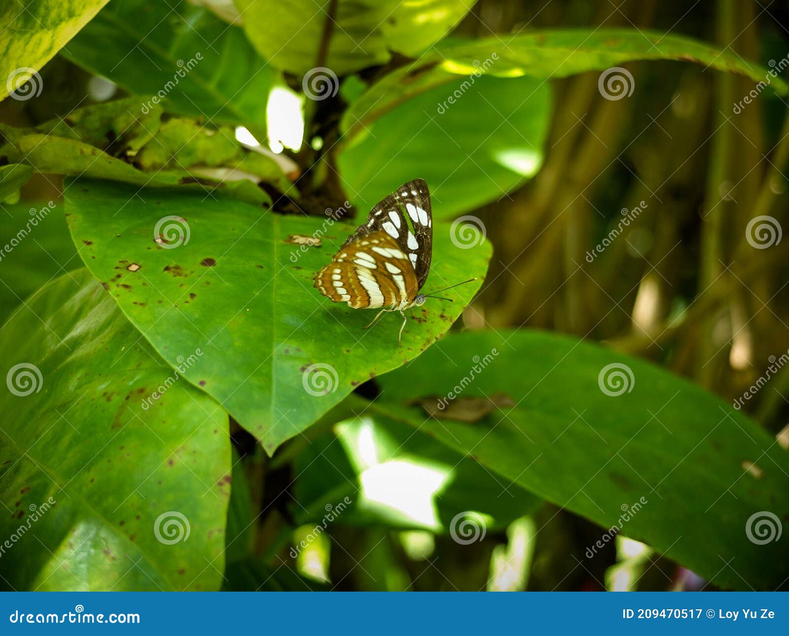 A Butterfly Rest on the Leaf Stock Image - Image of invertebrate, tree ...