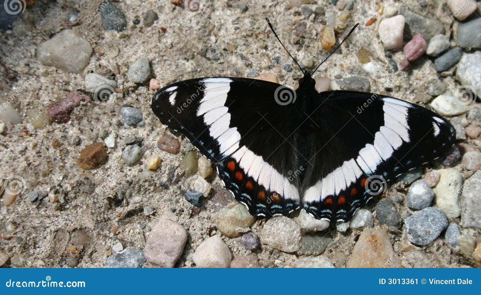 Butterfly at Rest stock image. Image of colorful, detail - 3013361