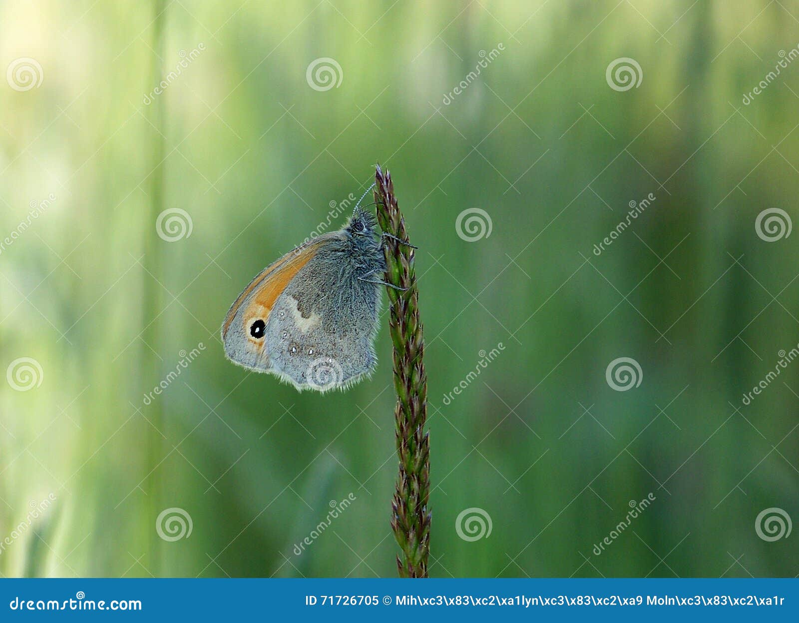 Butterfly Rest on the Grass Stock Image - Image of morning, rest: 71726705