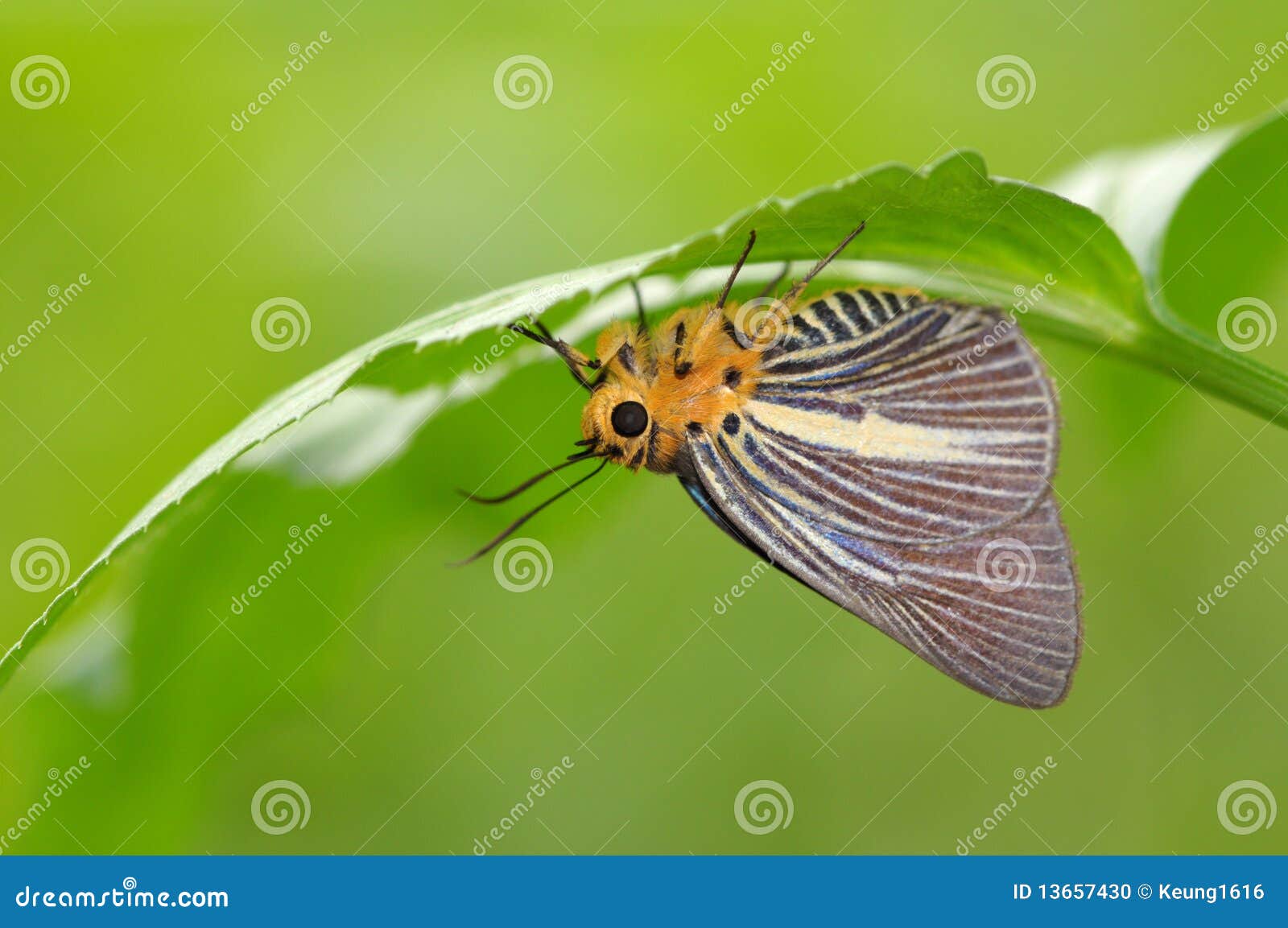 Butterfly Rest Under a Leaf Stock Photo - Image of bibasis, wildlife ...