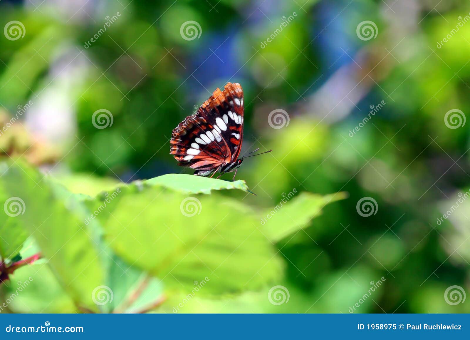 Butterfly resting stock image. Image of limenitis, flying - 1958975