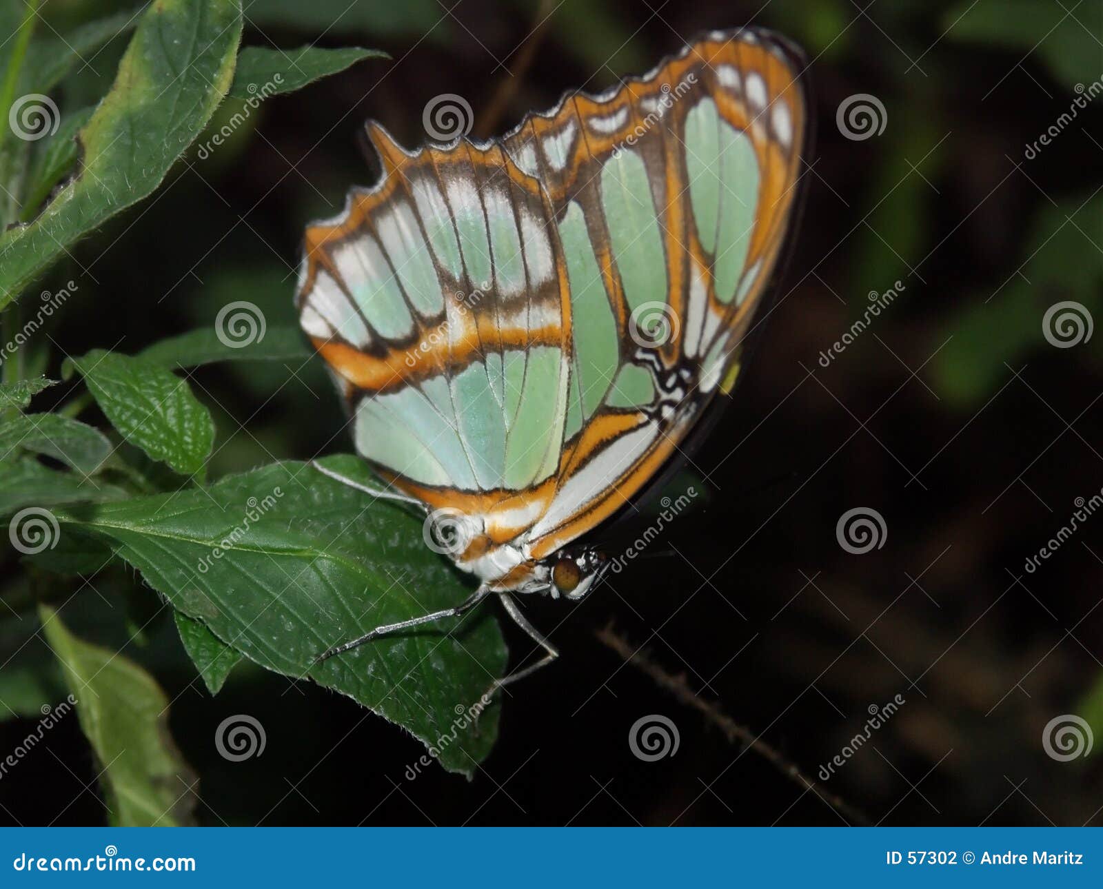 Butterfly resting stock photo. Image of butterfly, insect - 57302