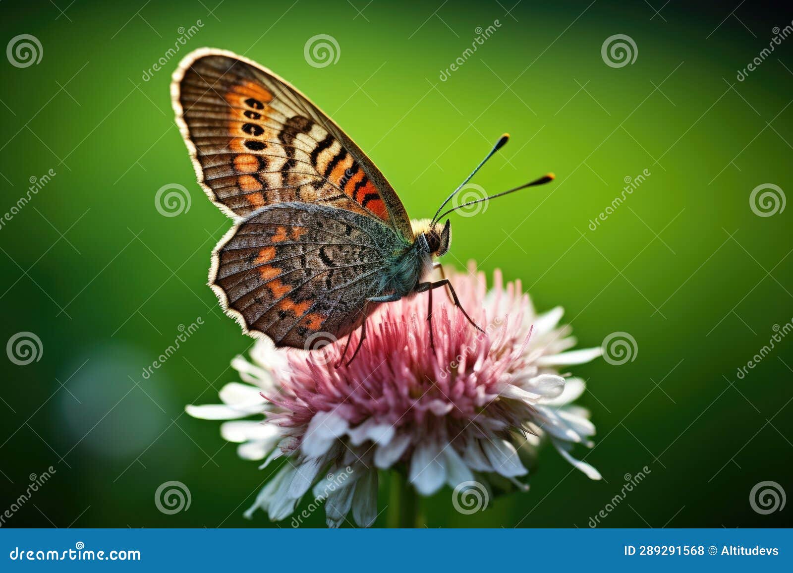 A Butterfly Resting on a Blooming Clover Flower Stock Photo - Image of ...