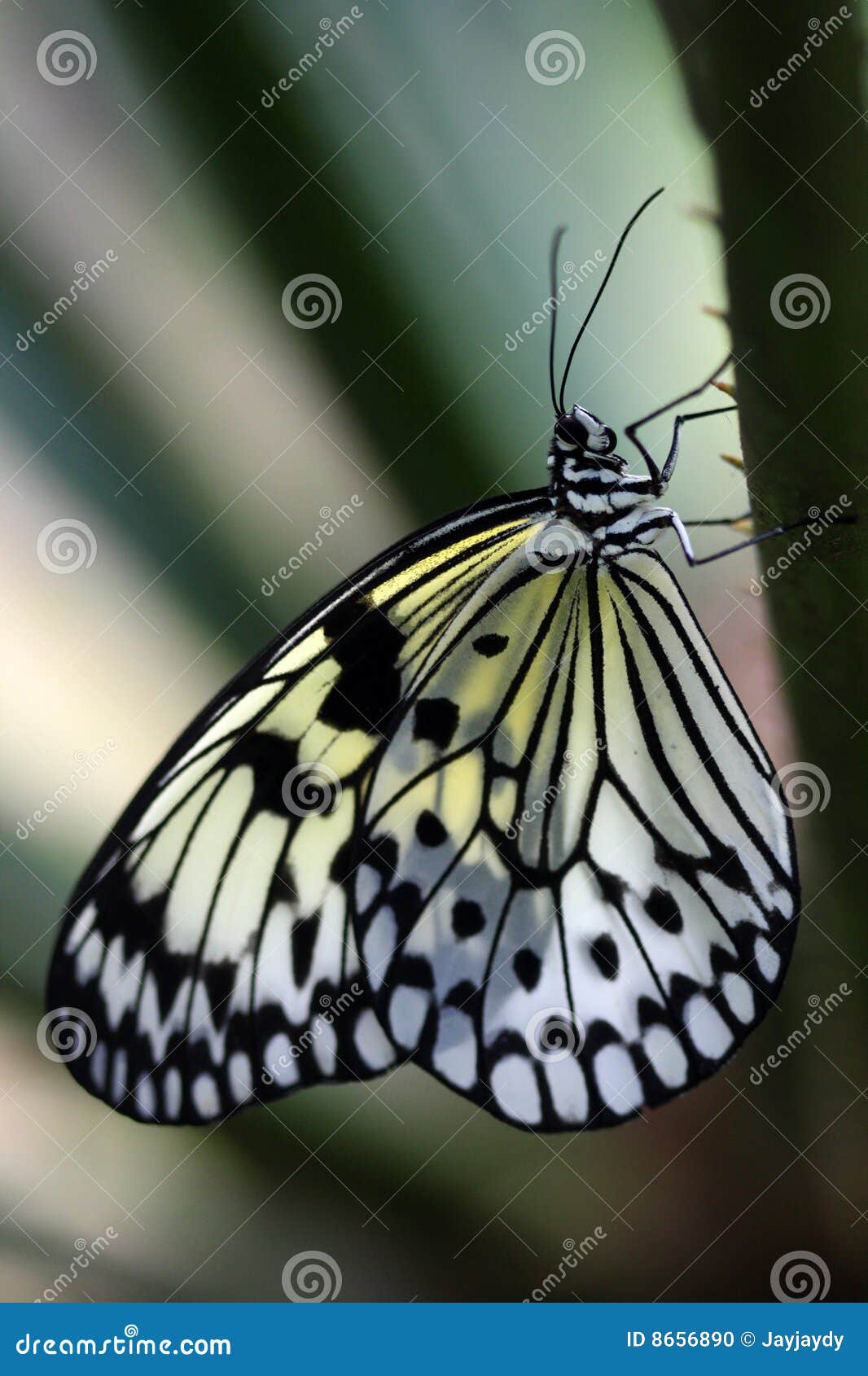 Butterfly Resting on a Branch Stock Photo - Image of peace, flight: 8656890