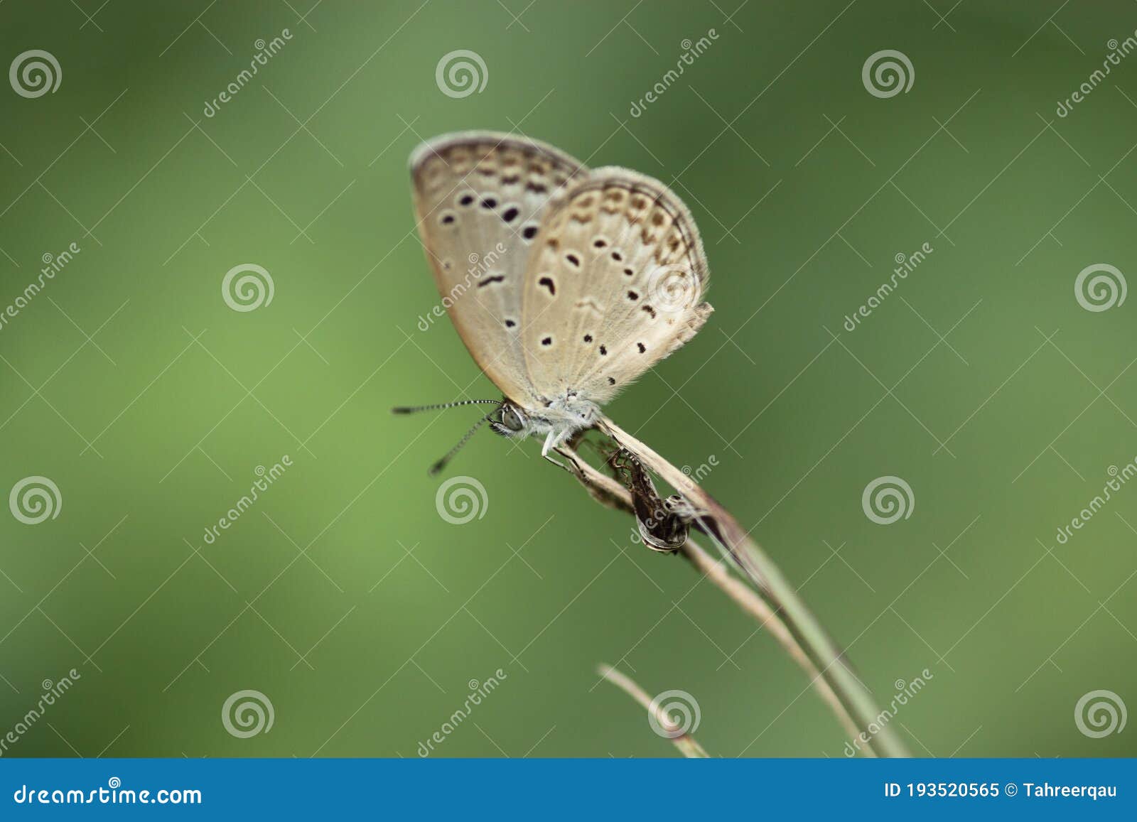 A Butterfly Resting on Grass Stock Image - Image of mark, petal: 193520565