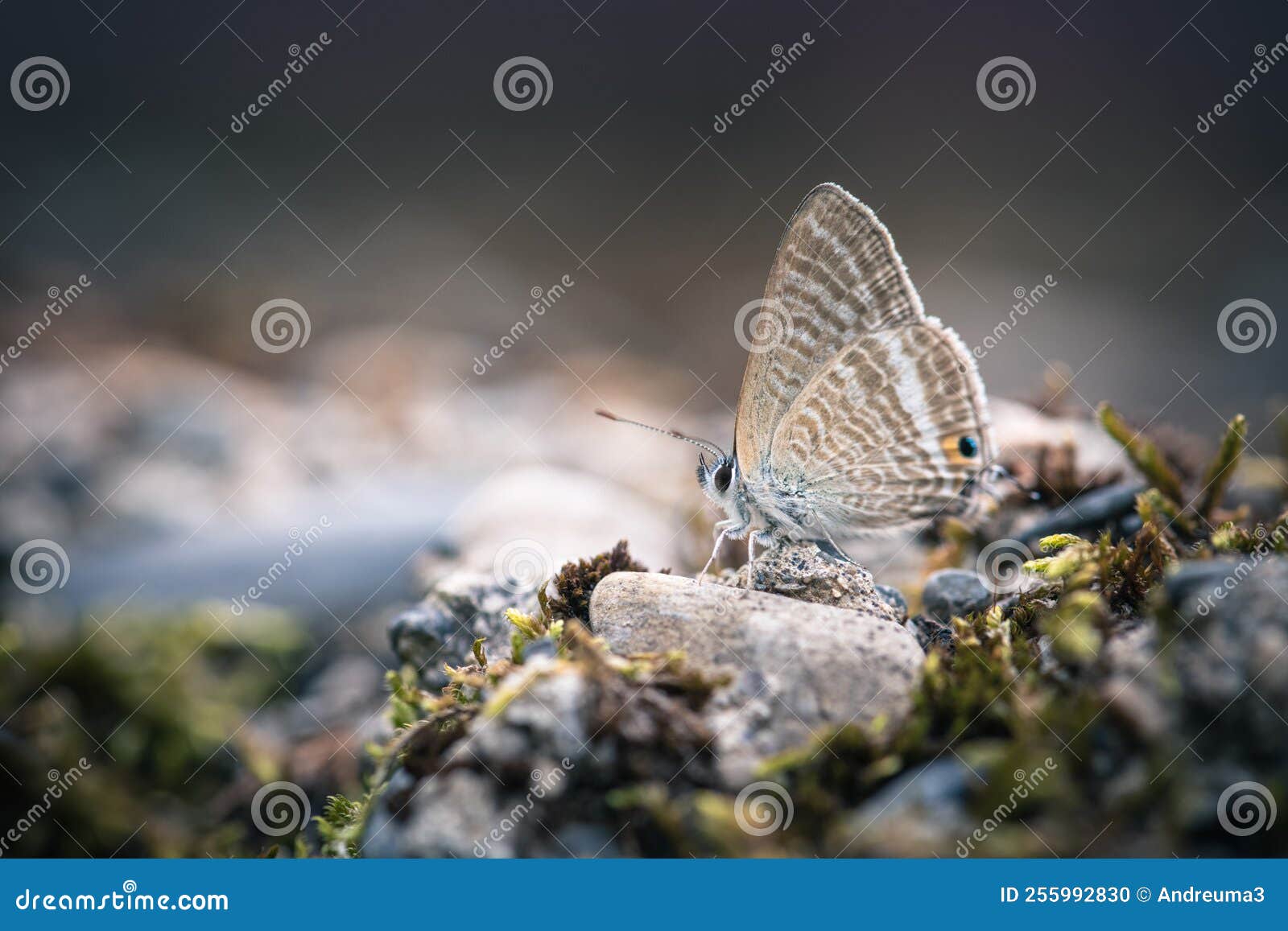 Butterfly Resting on the Ground Stock Photo - Image of blue, wildlife ...