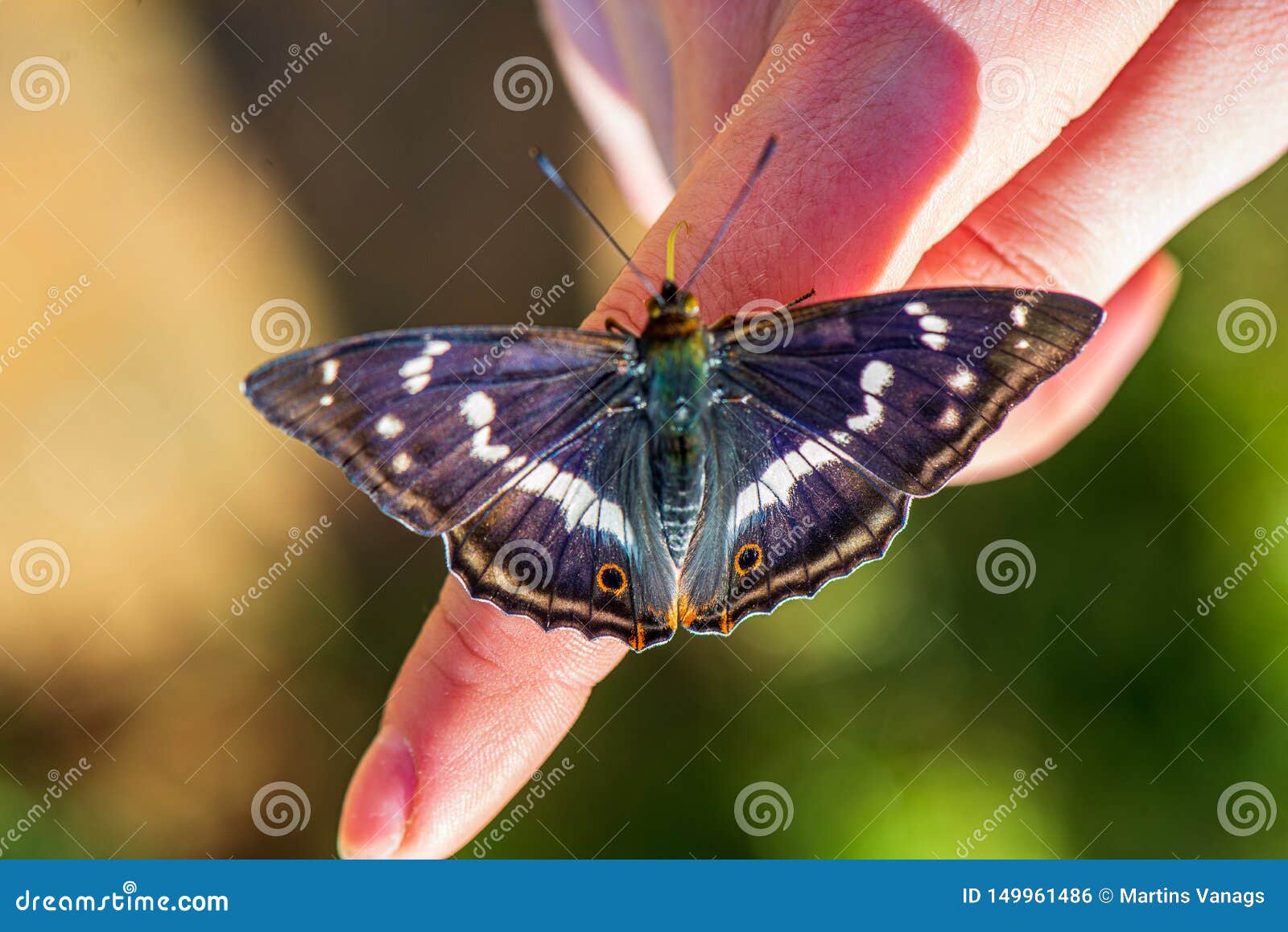 Butterfly Resting on Human Hand in Summer Sun Stock Photo - Image of ...