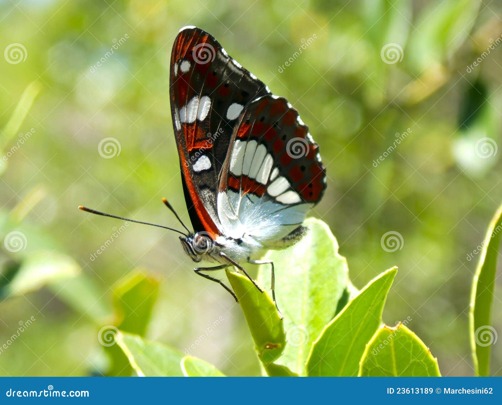 Butterfly Resting on a Leaf Stock Image - Image of wildlife, meadow ...