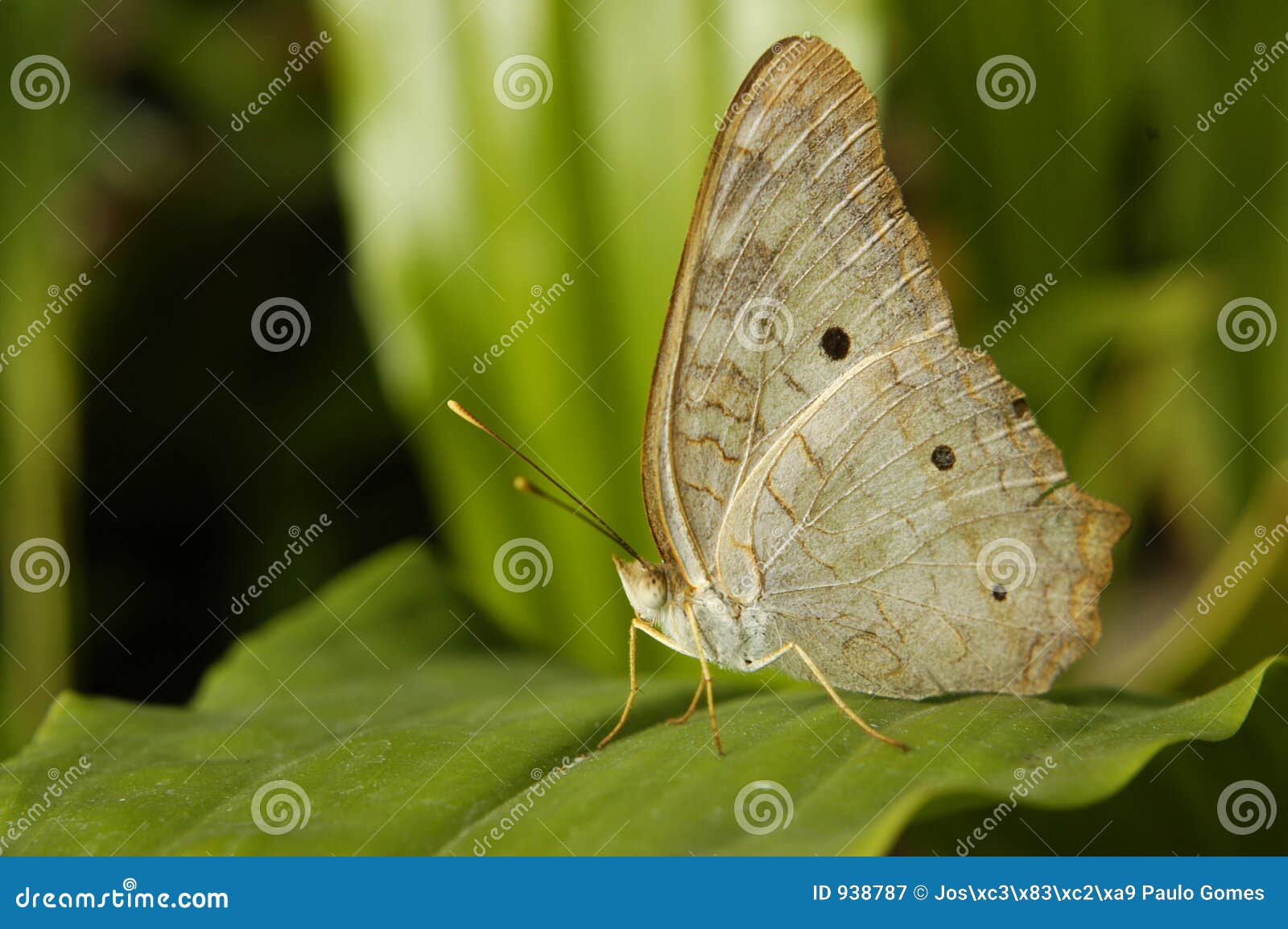 A Butterfly Resting on a Leaf Stock Image - Image of antenna, green: 938787